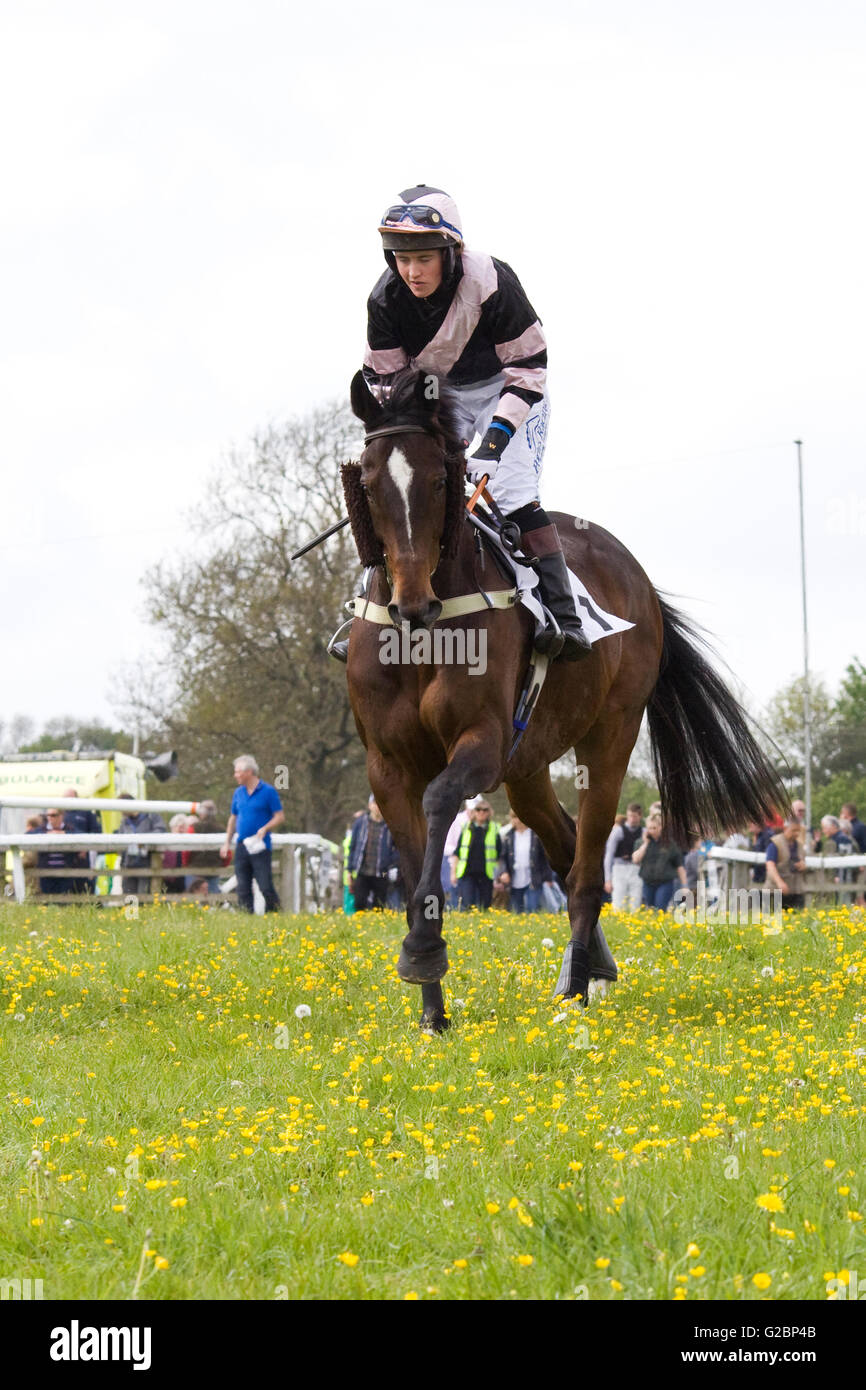 Race horse cantering to the start post at the local Point to point ...