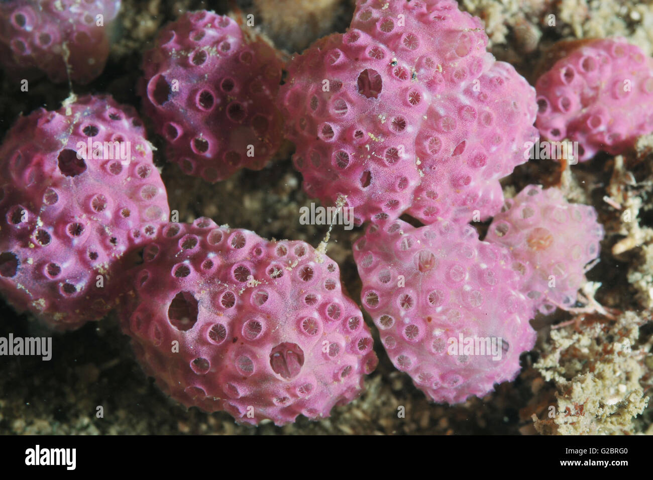 Compound tunicate hi-res stock photography and images - Alamy