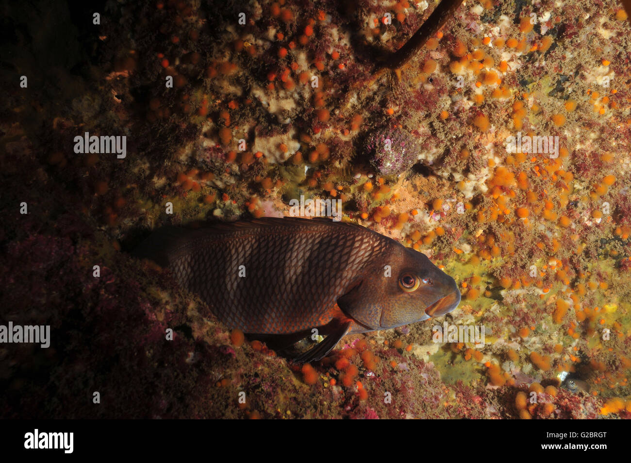 Reef Overhang High Resolution Stock Photography and Images - Alamy