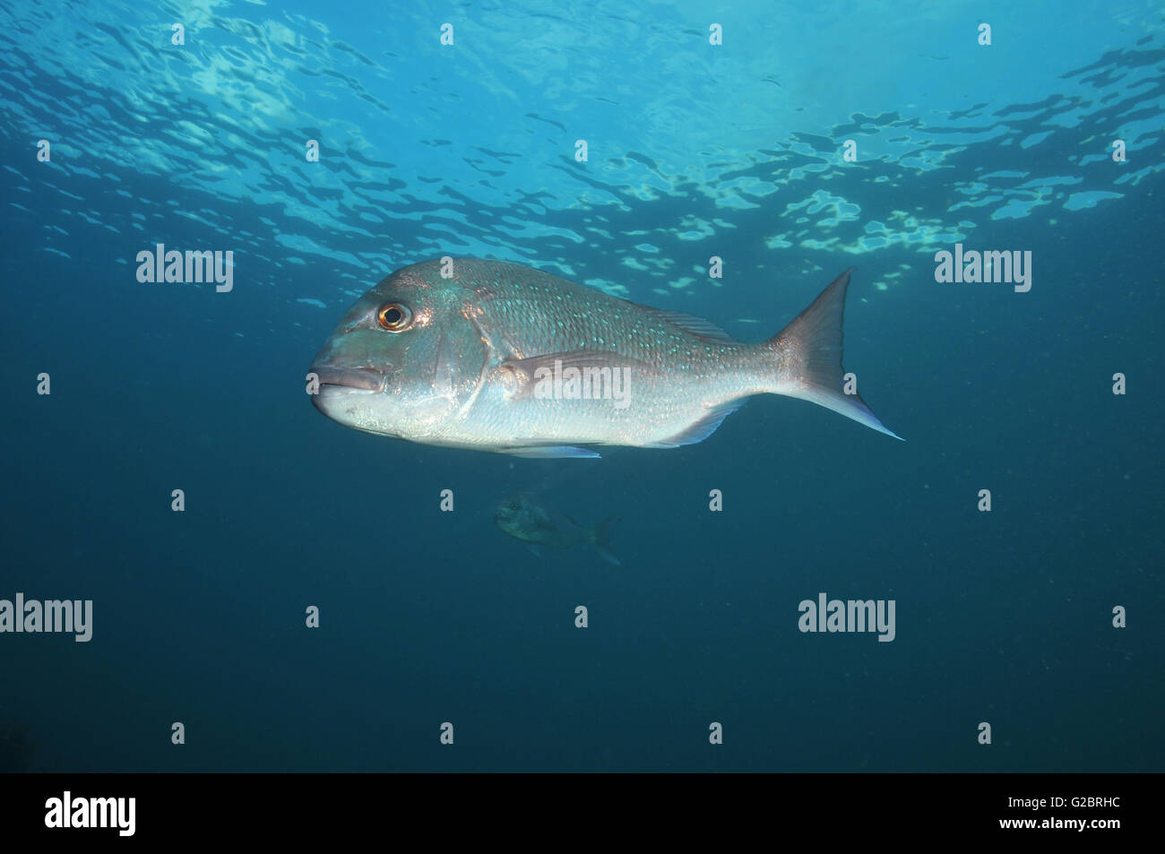 Pagrus hi-res stock photography and images - Alamy