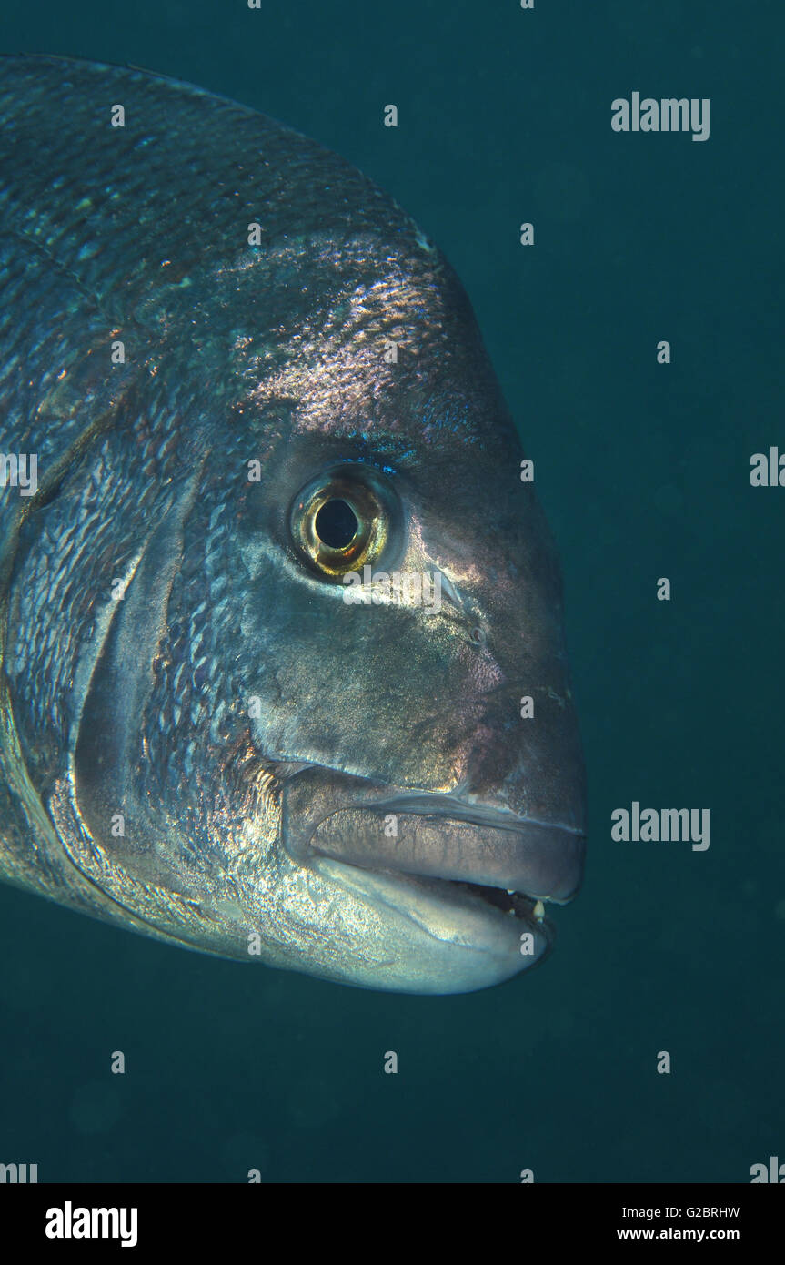 Australasian snapper Pagrus auratus Stock Photo - Alamy