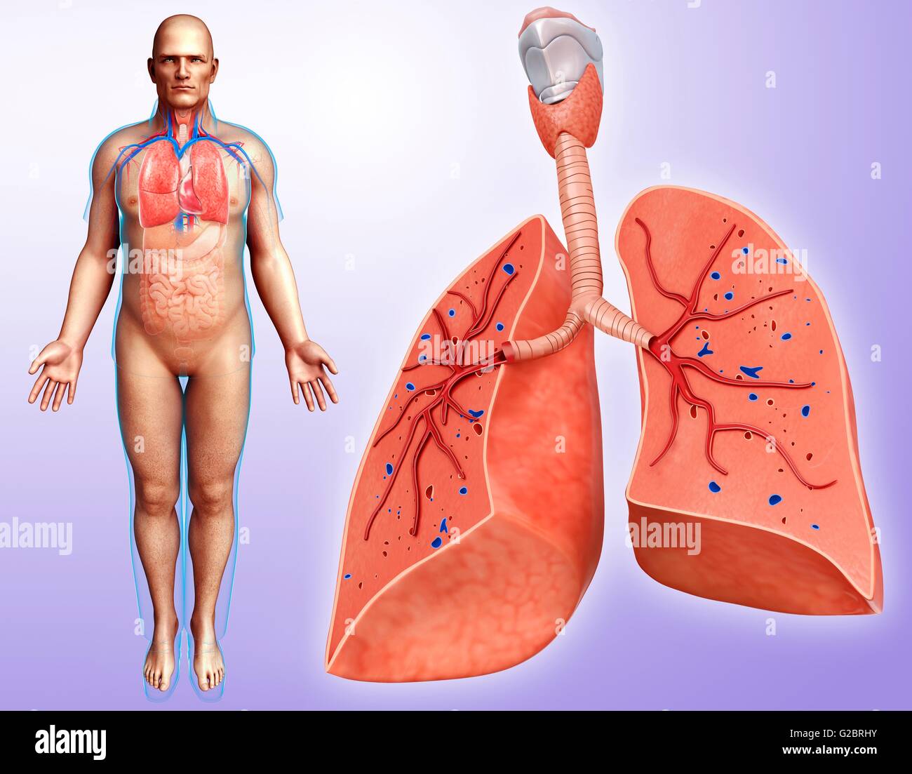 Purple Lungs High Resolution Stock Photography and Images - Alamy
