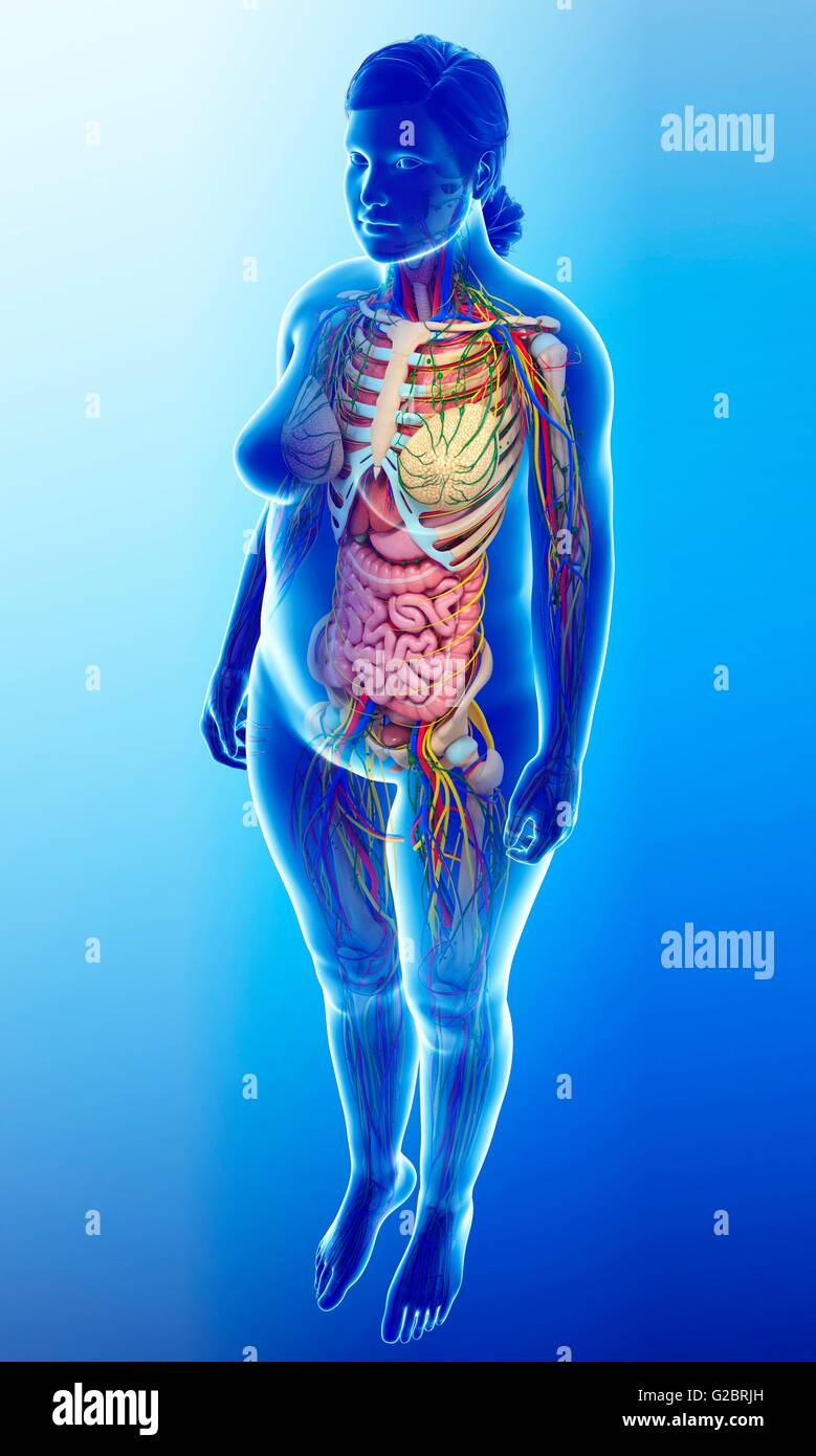 Human internal organs hi-res stock photography and images - Alamy