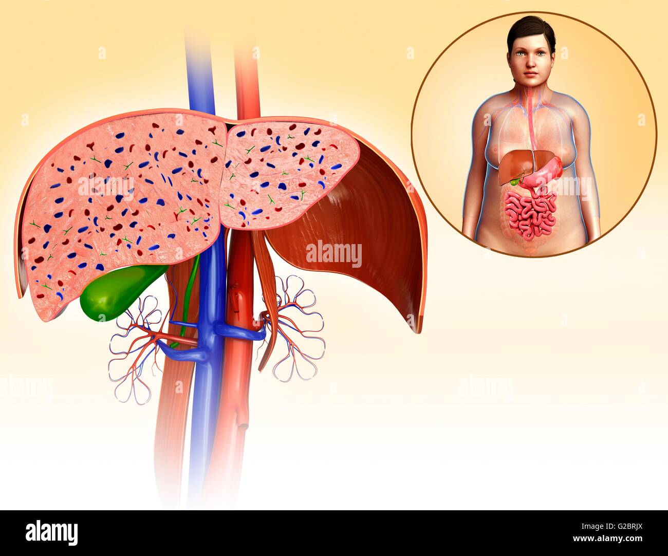 Human liver, illustration Stock Photo - Alamy