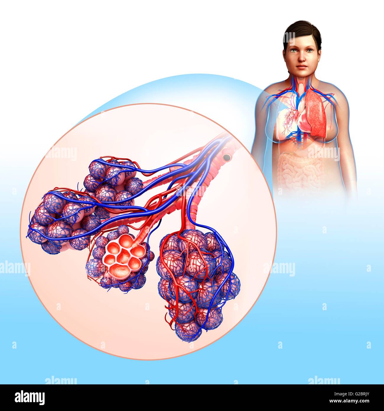 Human alveoli, illustration Stock Photo - Alamy Human alveoli, illustration Stock Photo - Alamy
