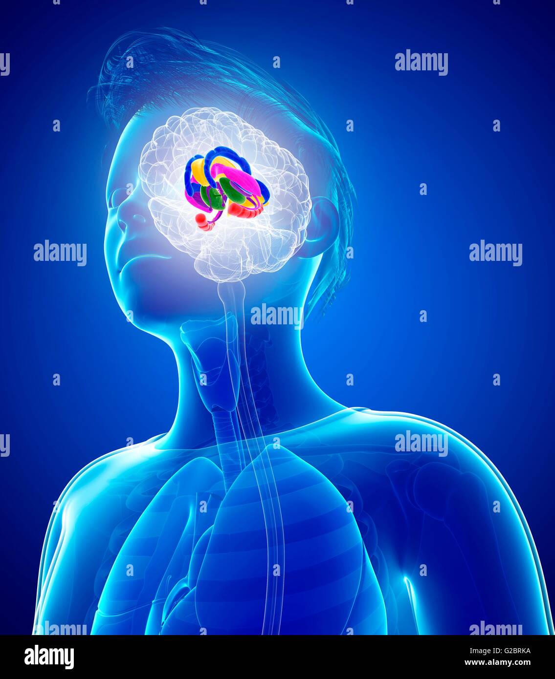 Human brain anatomy, illustration Stock Photo - Alamy