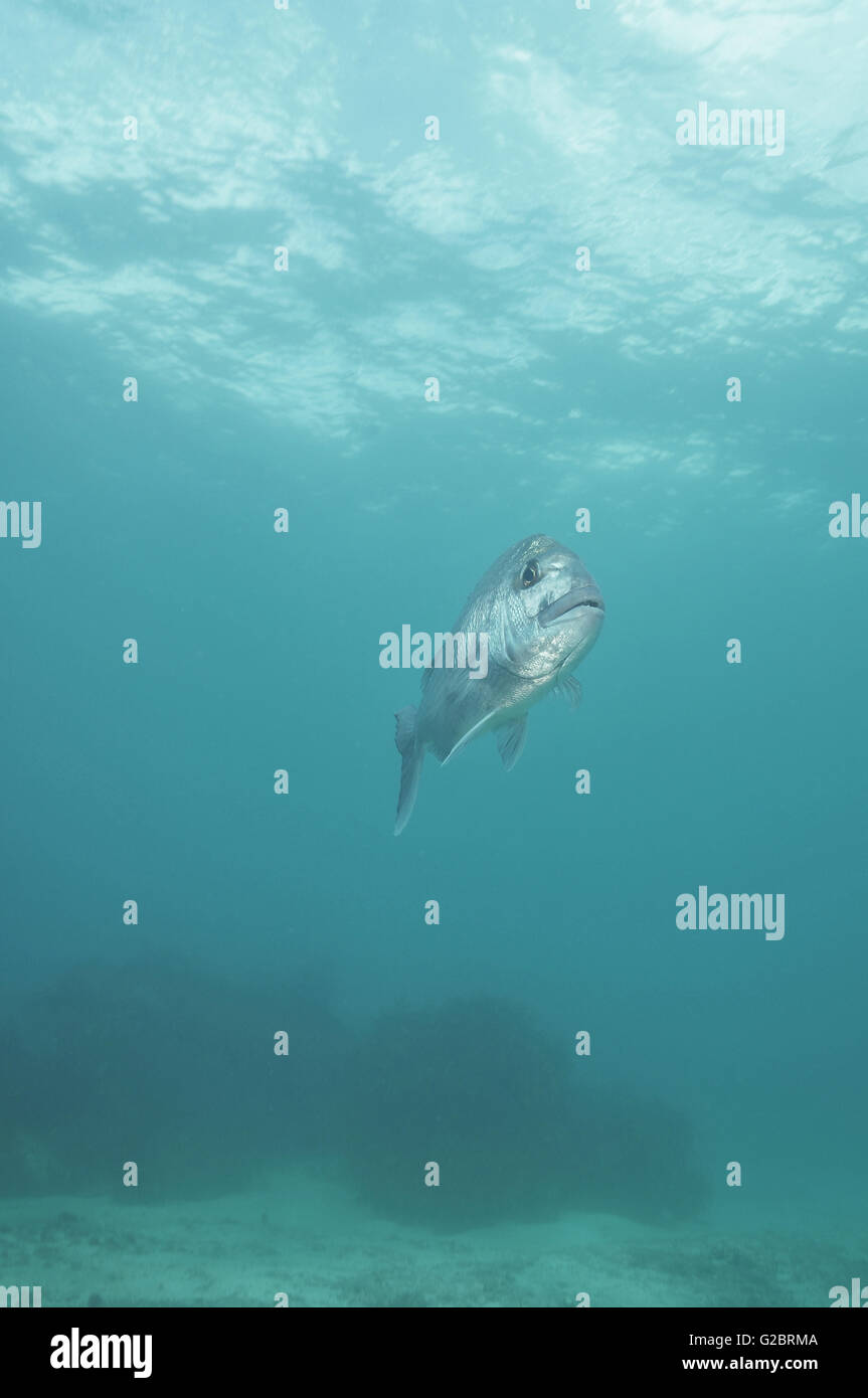 Australasian snapper Pagrus auratus Stock Photo - Alamy