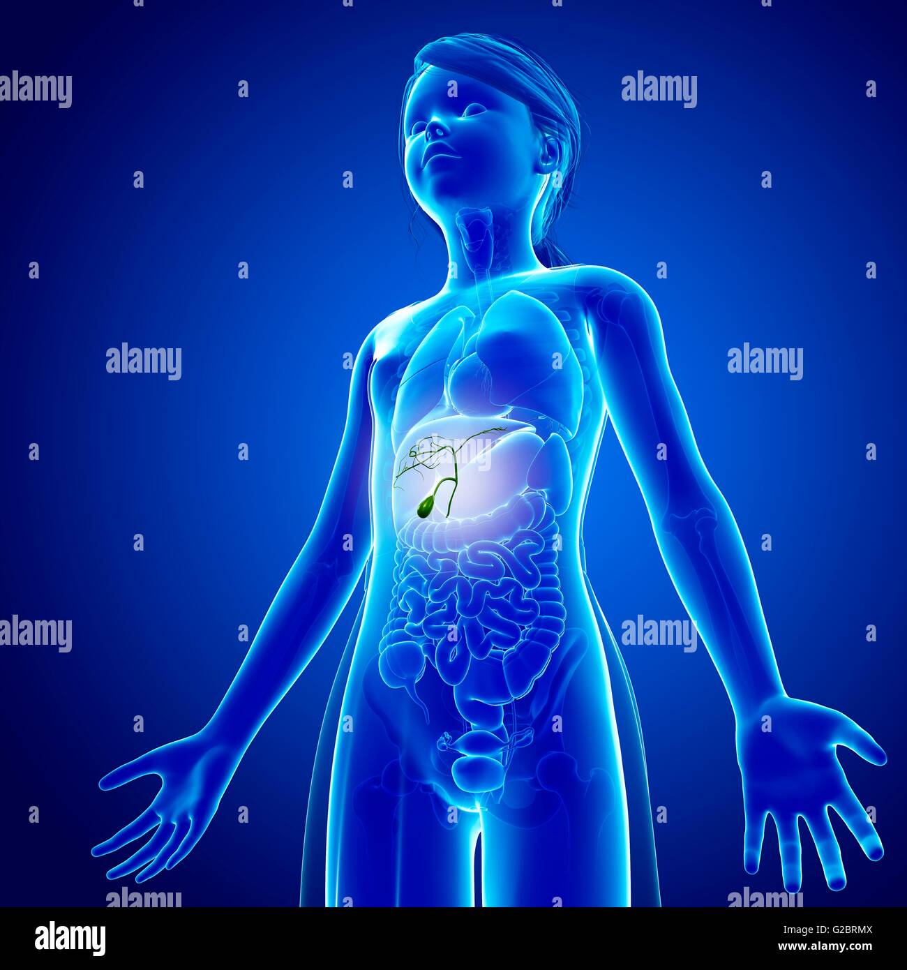 Human gall bladder, illustration Stock Photo - Alamy