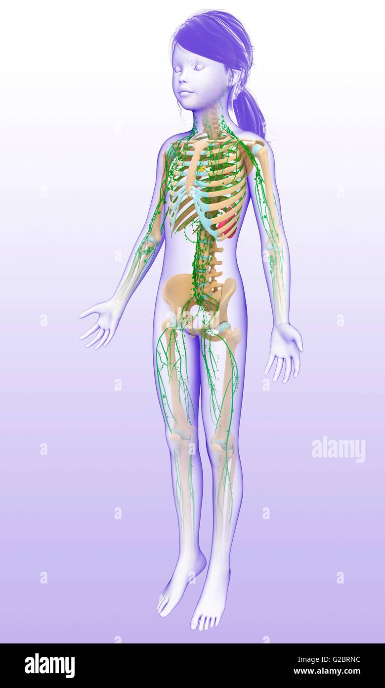Human lymphatic system, illustration Stock Photo - Alamy