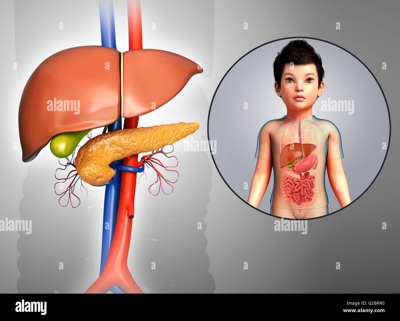 Child anatomy organs hi-res stock photography and images - Alamy
