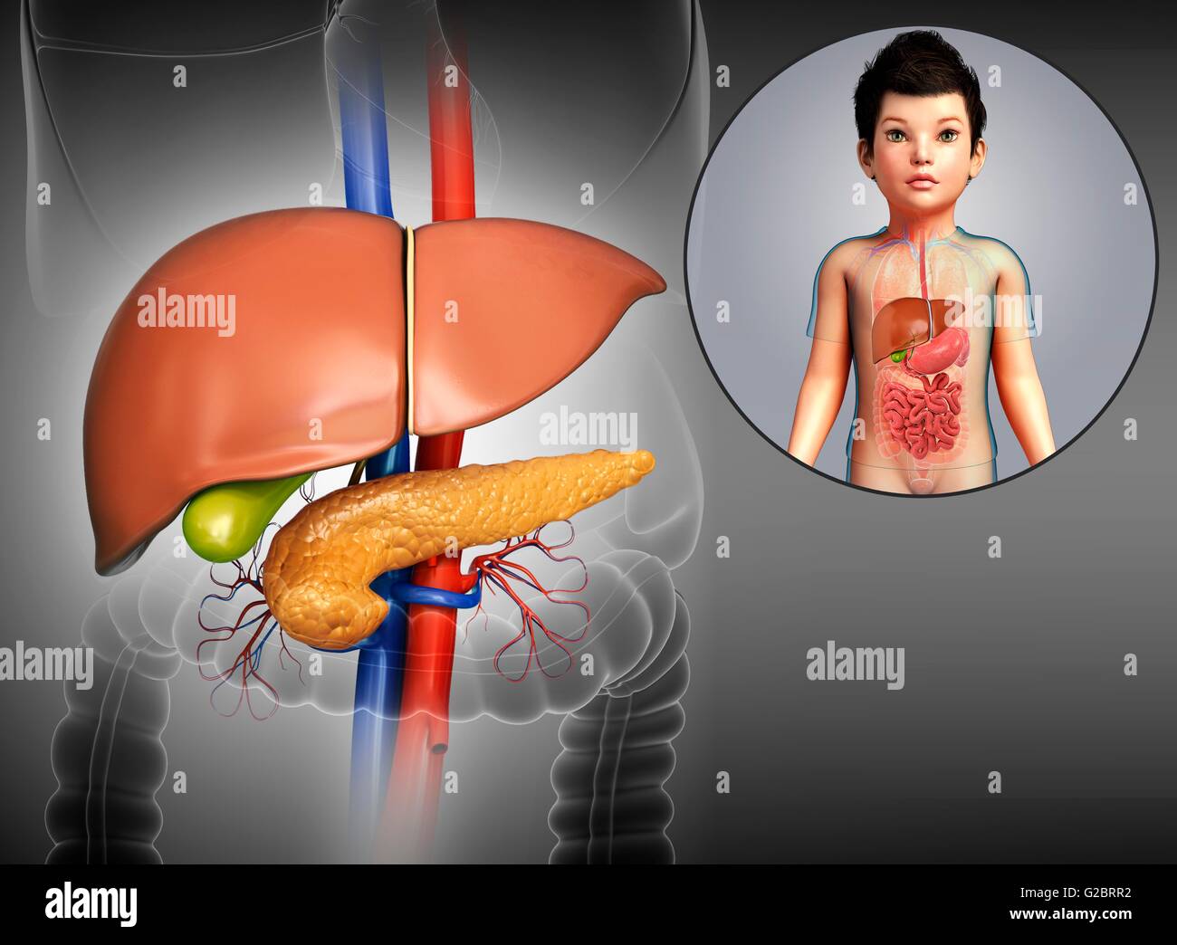 Child anatomy organs hi-res stock photography and images - Alamy