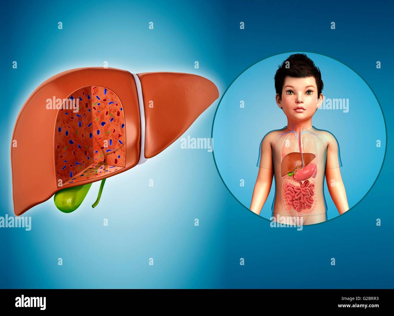 Liver of a child, illustration Stock Photo - Alamy