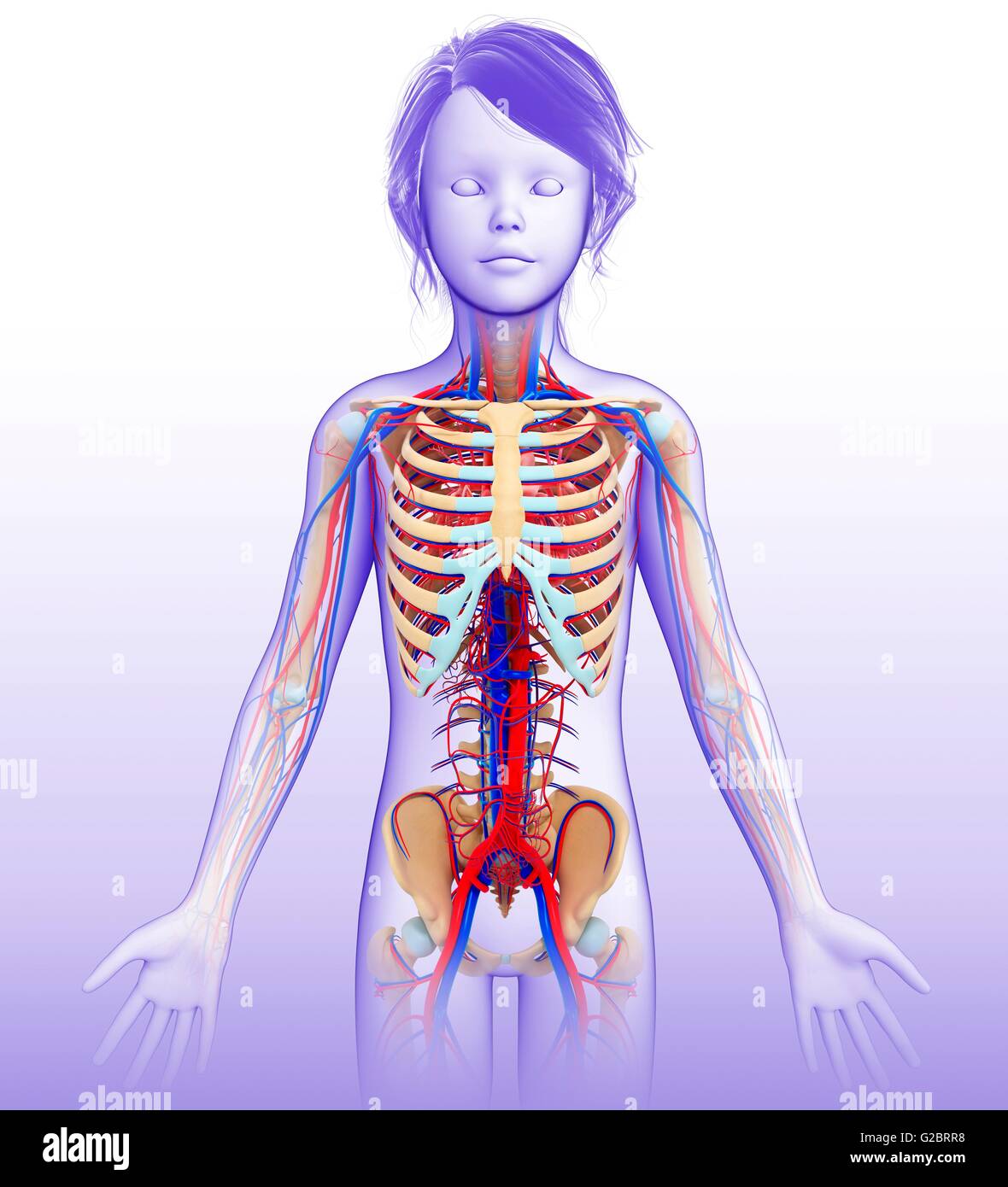 Human anatomy, illustration Stock Photo - Alamy