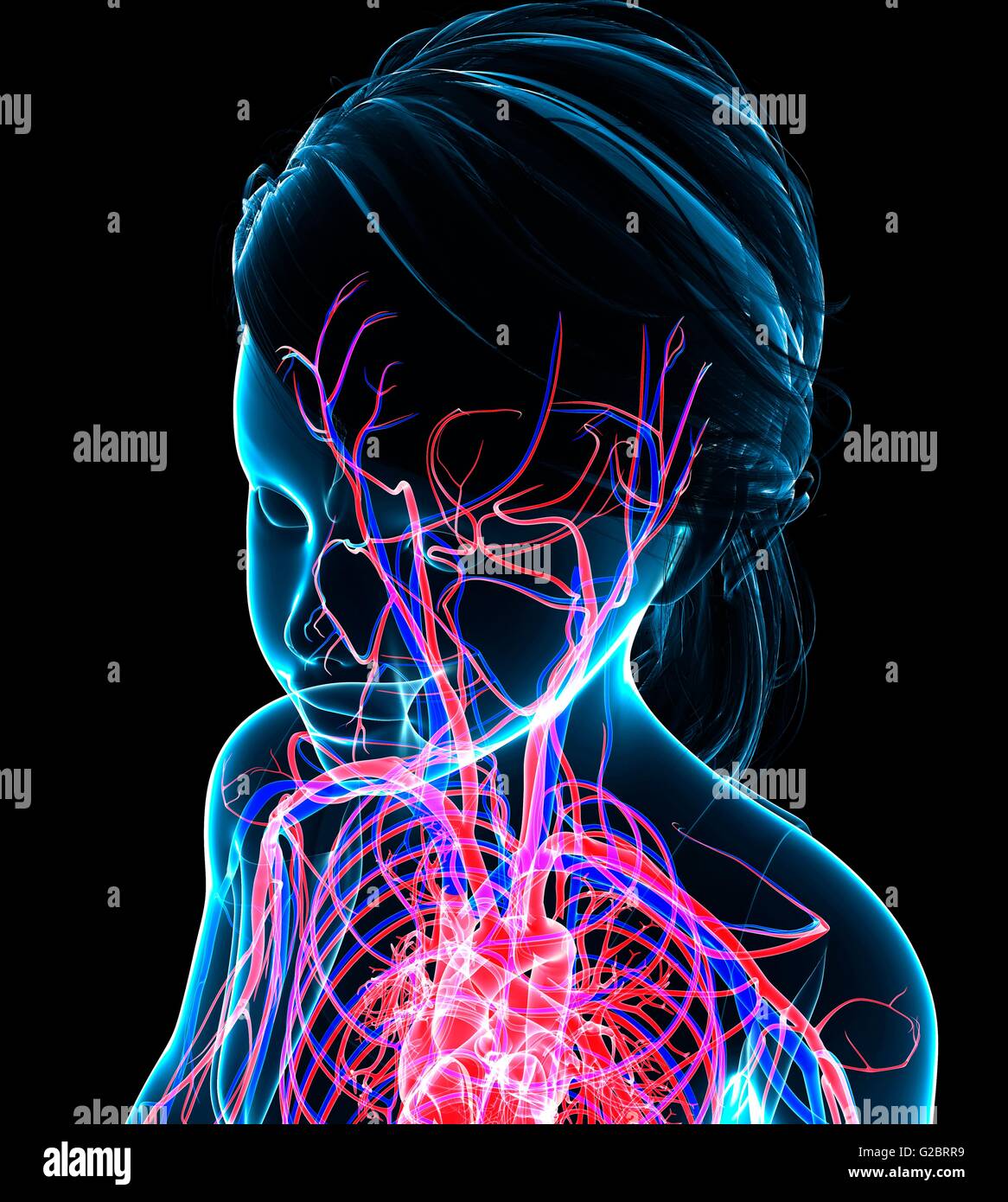 Circulatory system head hi-res stock photography and images - Alamy