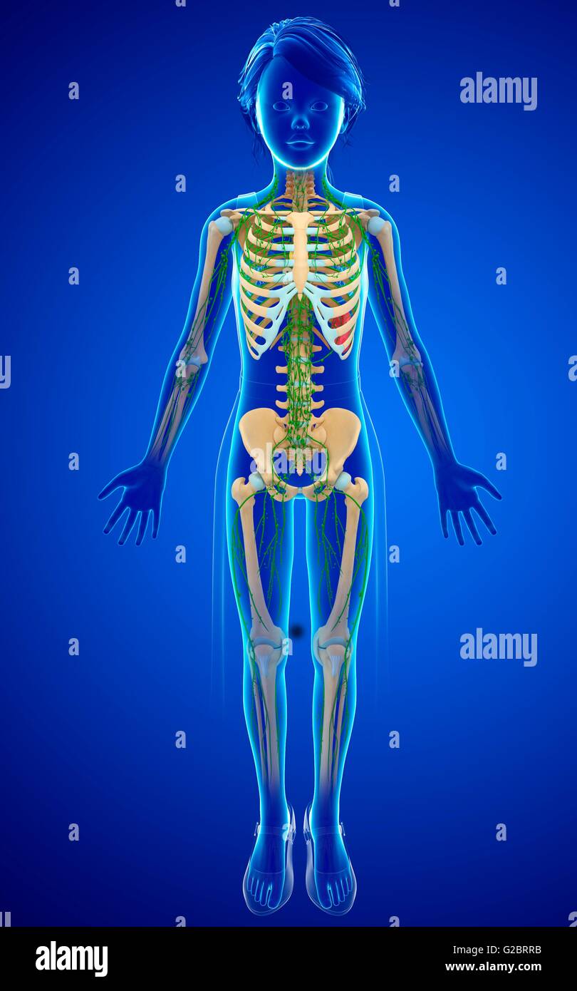 Human skeletal system, illustration Stock Photo - Alamy