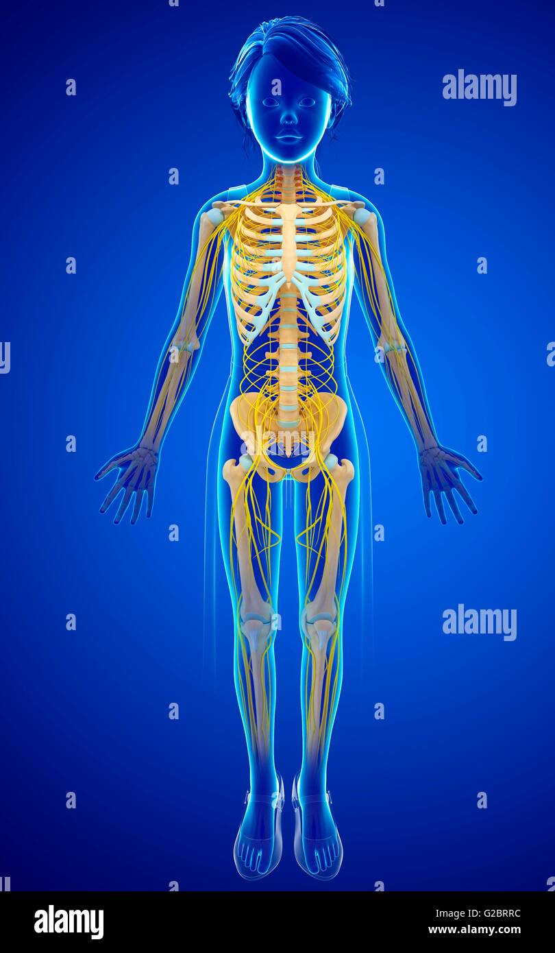 Human nervous system, illustration Stock Photo - Alamy