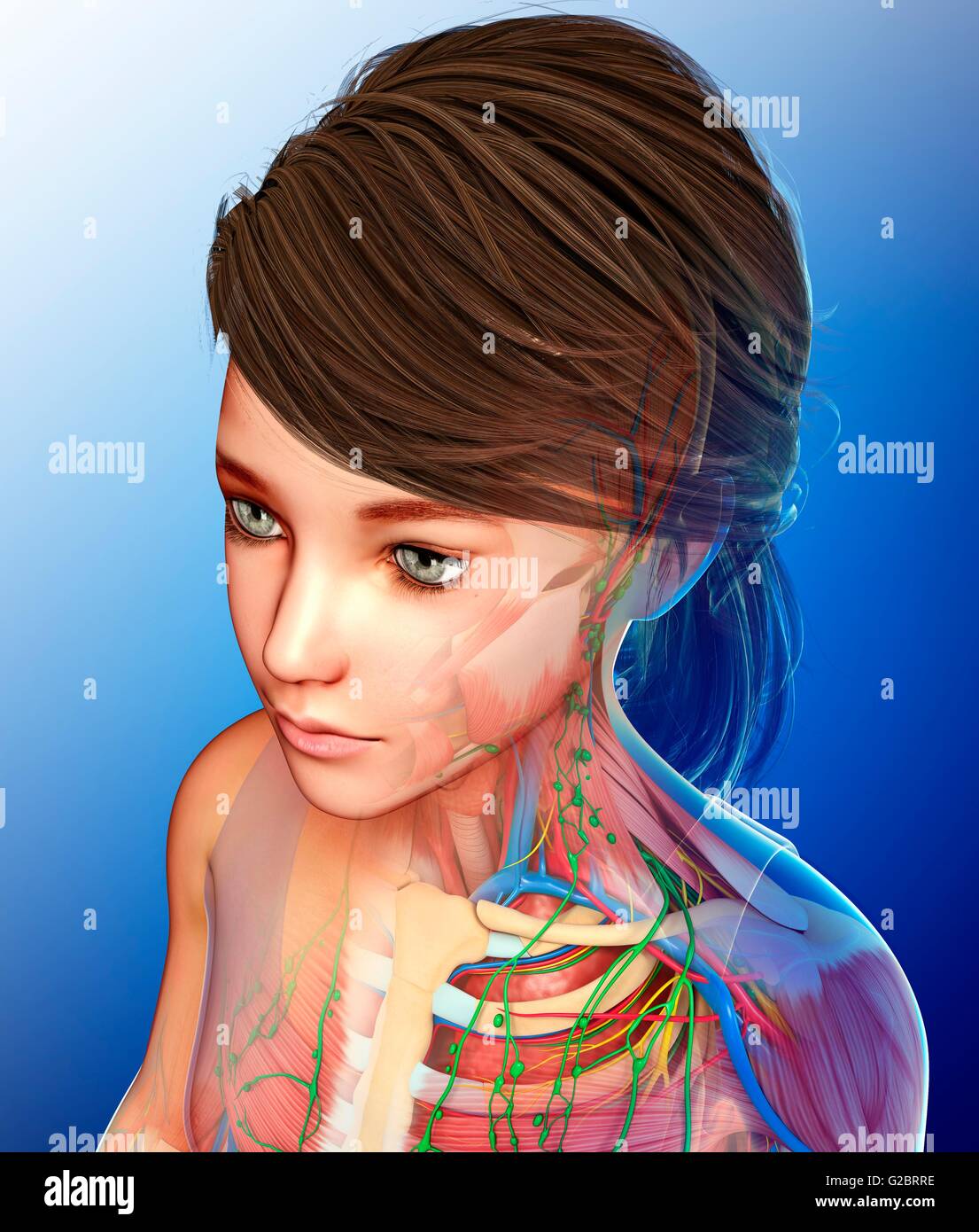 Human lymphatic system of the neck, illustration Stock Photo - Alamy