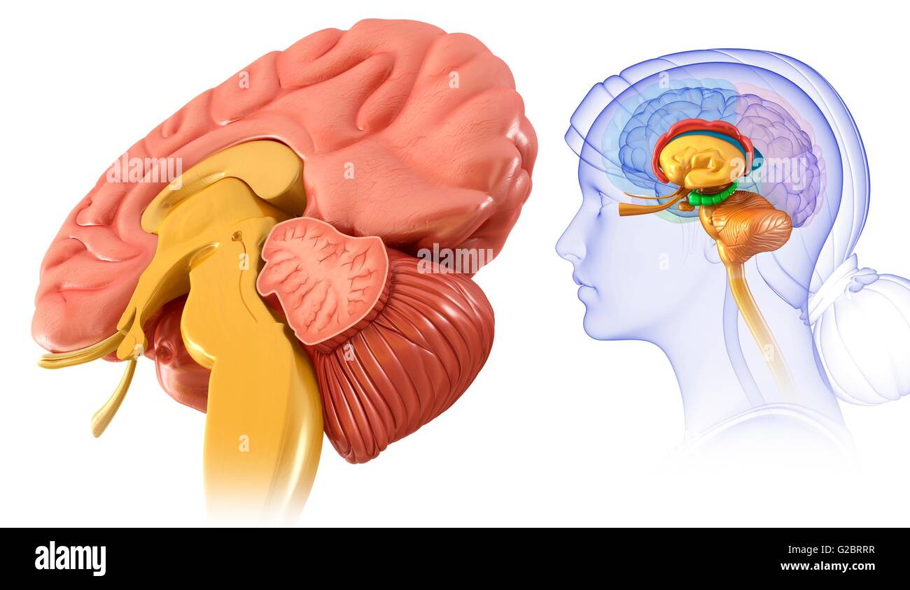 Human brain anatomy, illustration Stock Photo - Alamy