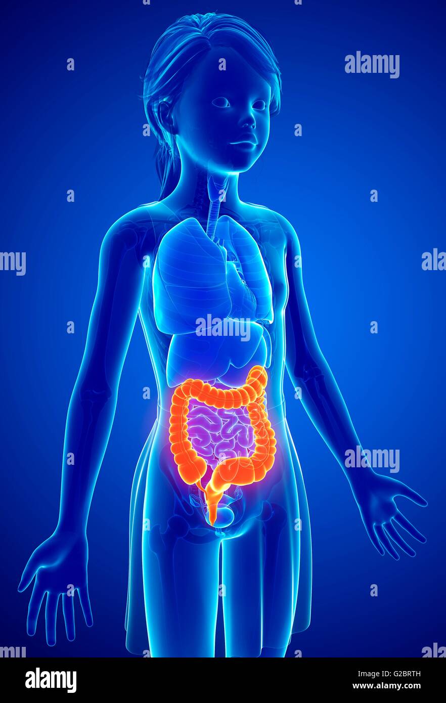 Human large intestine, illustration Stock Photo - Alamy