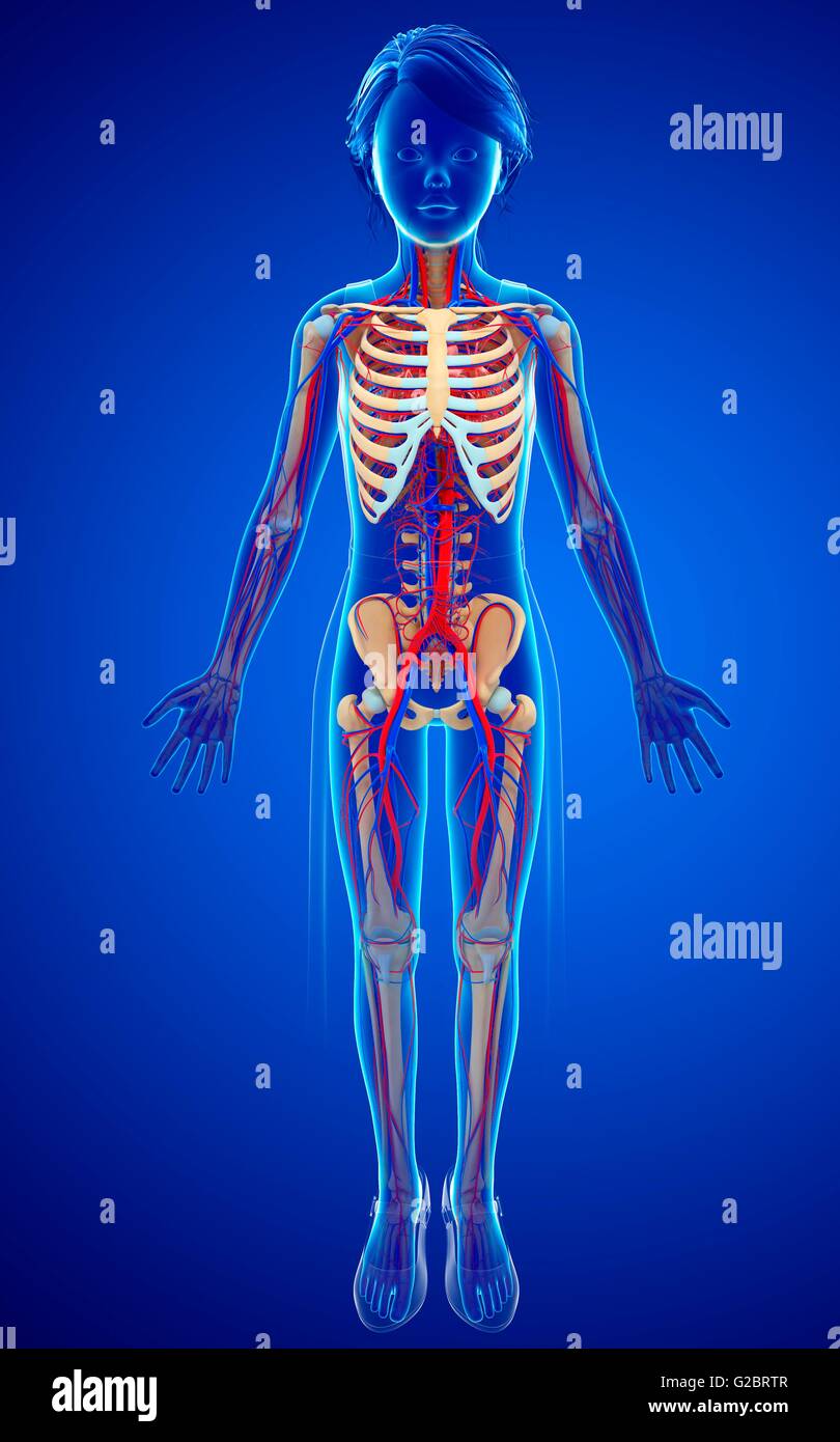 Human skeletal and circulatory system, illustration Stock Photo - Alamy