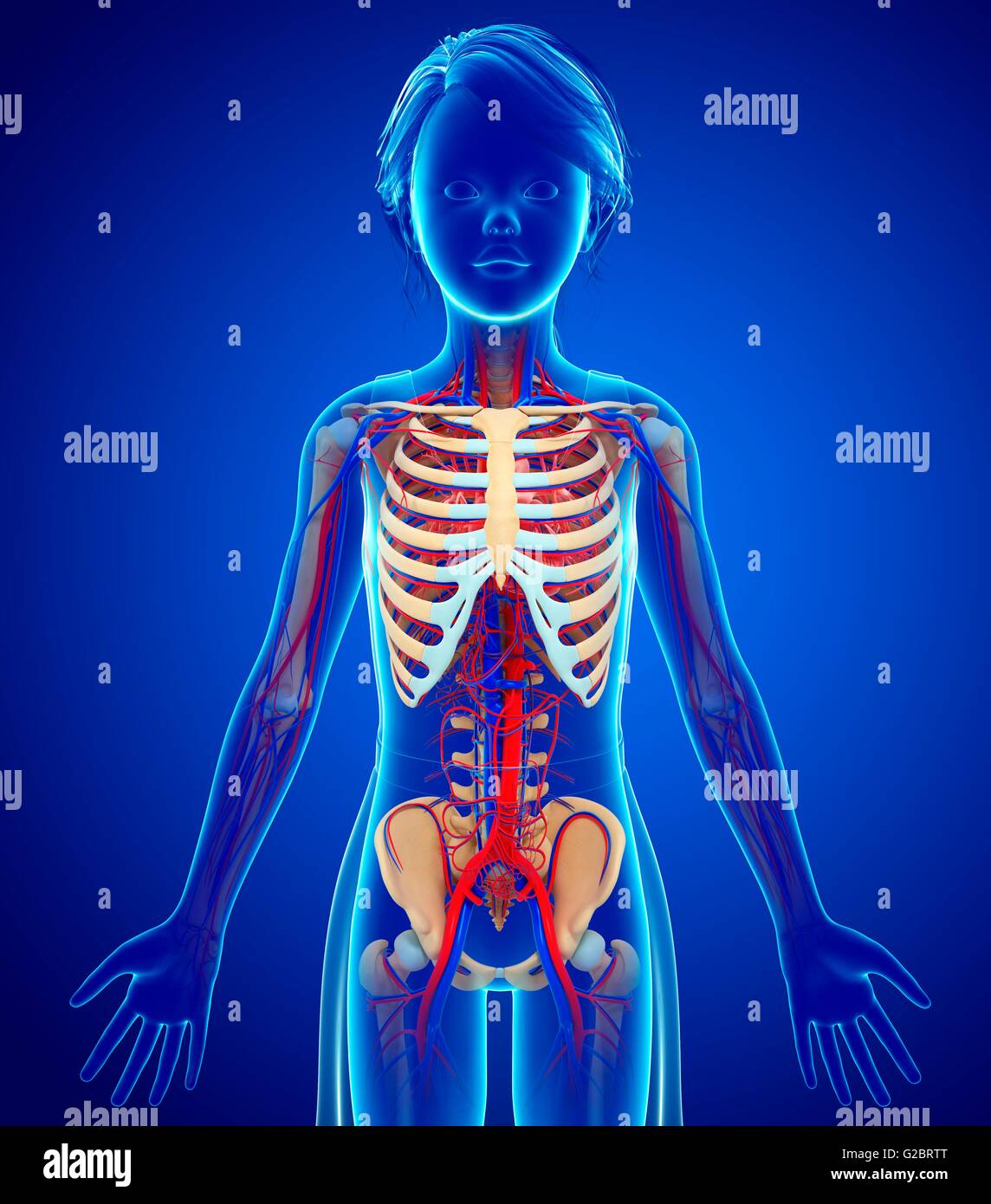 Human skeletal system, illustration Stock Photo - Alamy