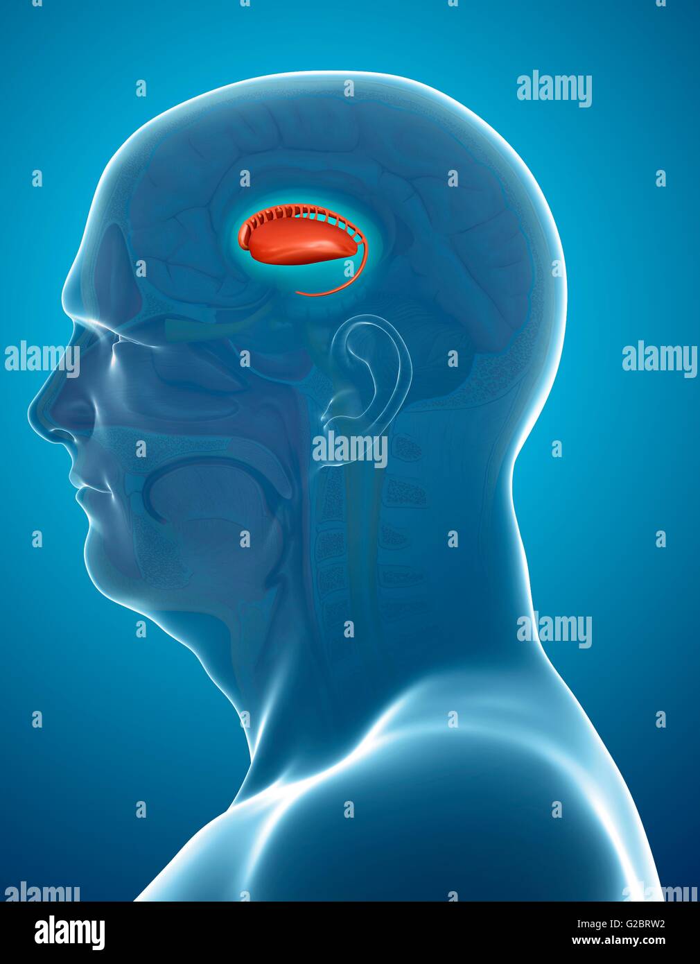 Caudate nucleus hi-res stock photography and images - Alamy