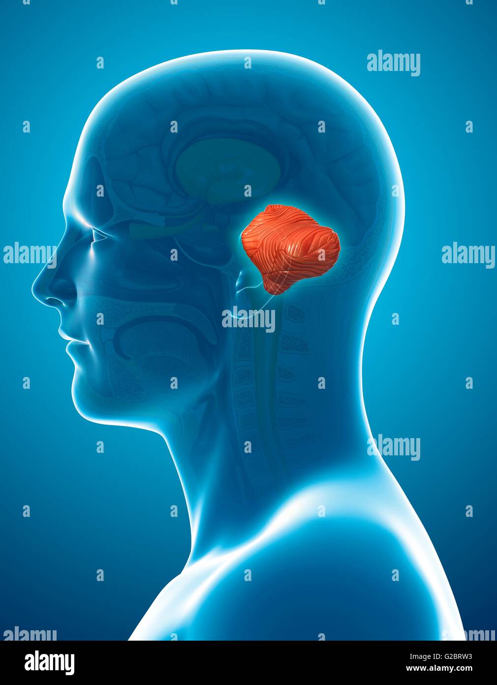 Human brain cerebellum, illustration Stock Photo - Alamy