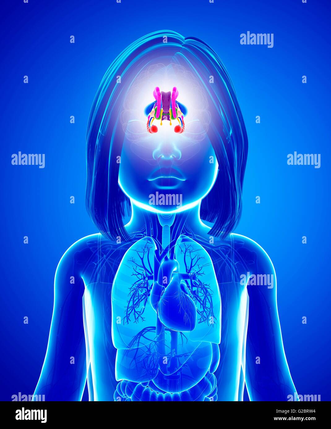 Human brain anatomy, illustration Stock Photo - Alamy