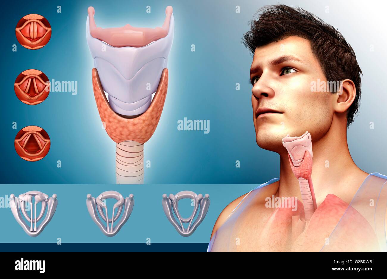 Human vocal cords hi-res stock photography and images - Alamy