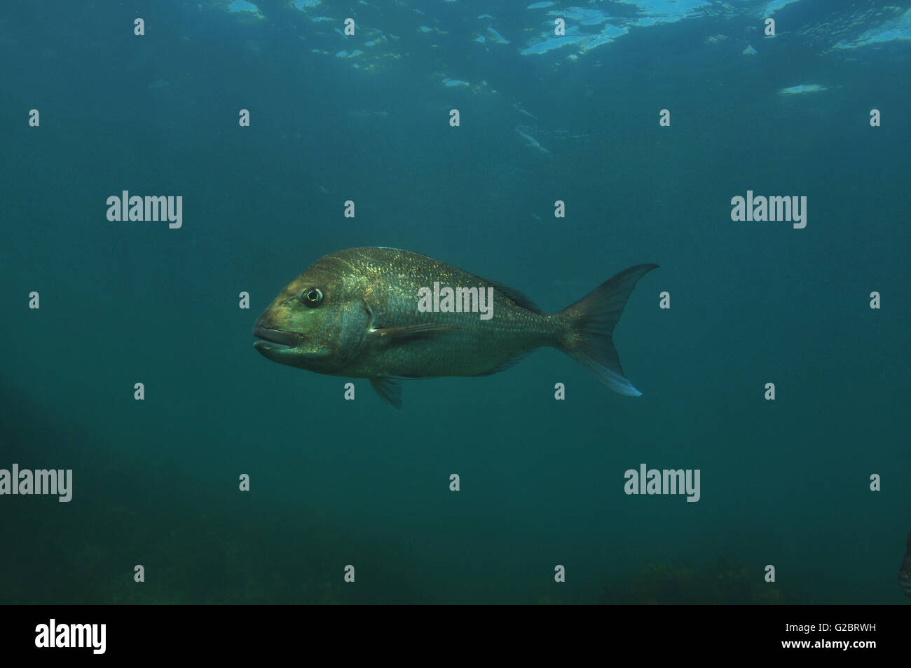 Australasian snapper Pagrus auratus Stock Photo - Alamy