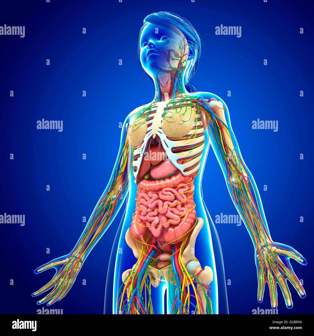 Organs veins hi-res stock photography and images - Alamy