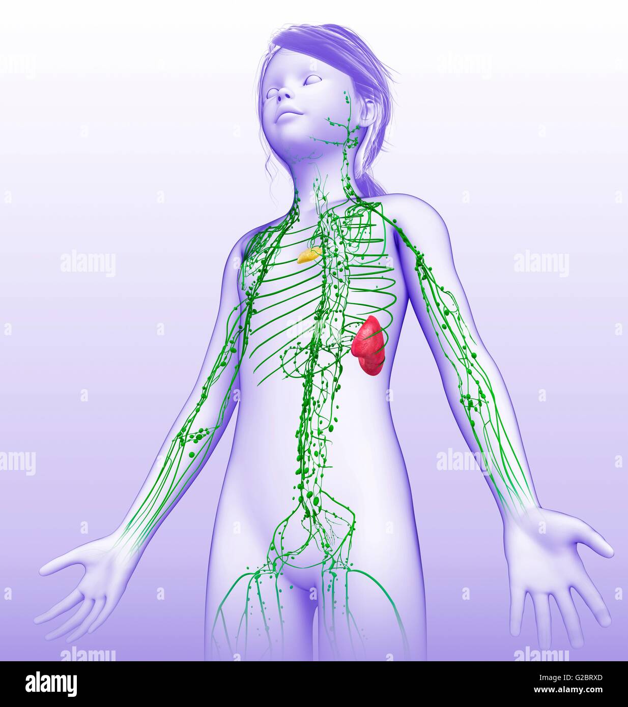 Human lymphatic system, illustration Stock Photo - Alamy