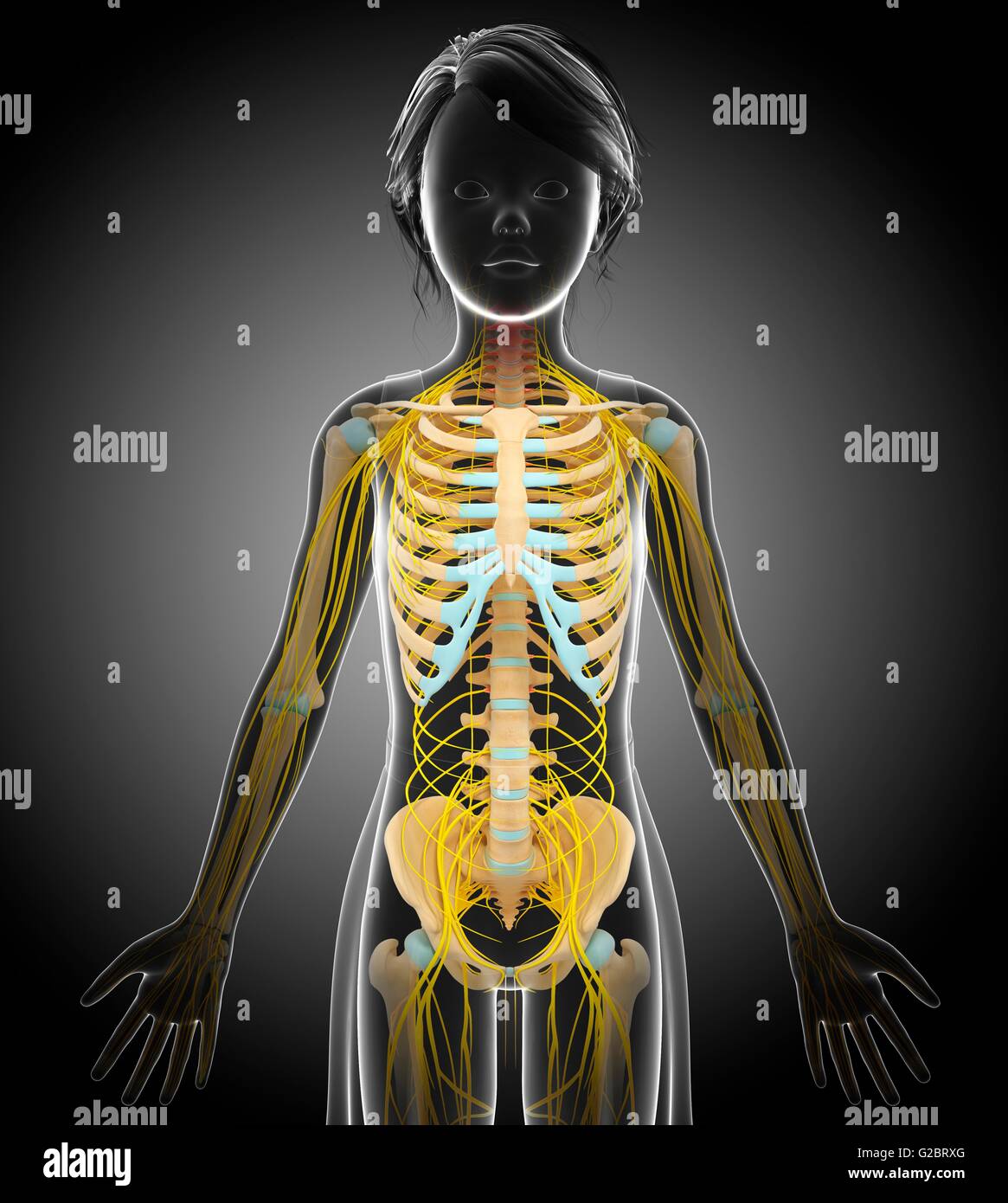Human nervous system, illustration Stock Photo - Alamy