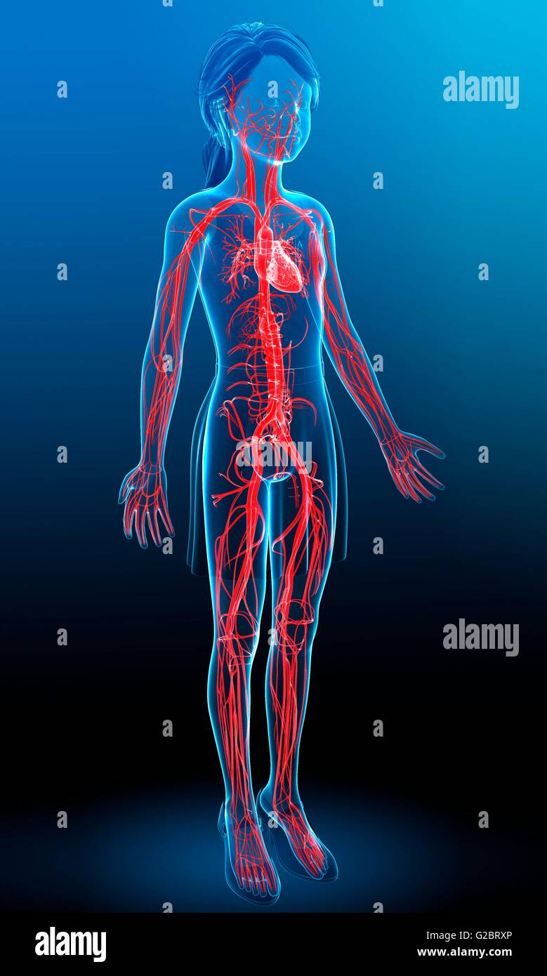 Vascular system illustration hi-res stock photography and images - Alamy