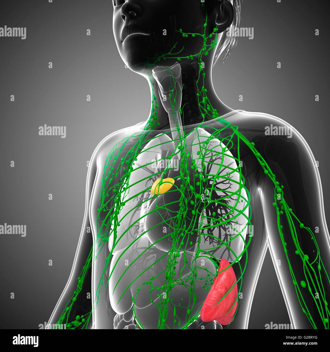 Human lymphatic system, illustration Stock Photo - Alamy