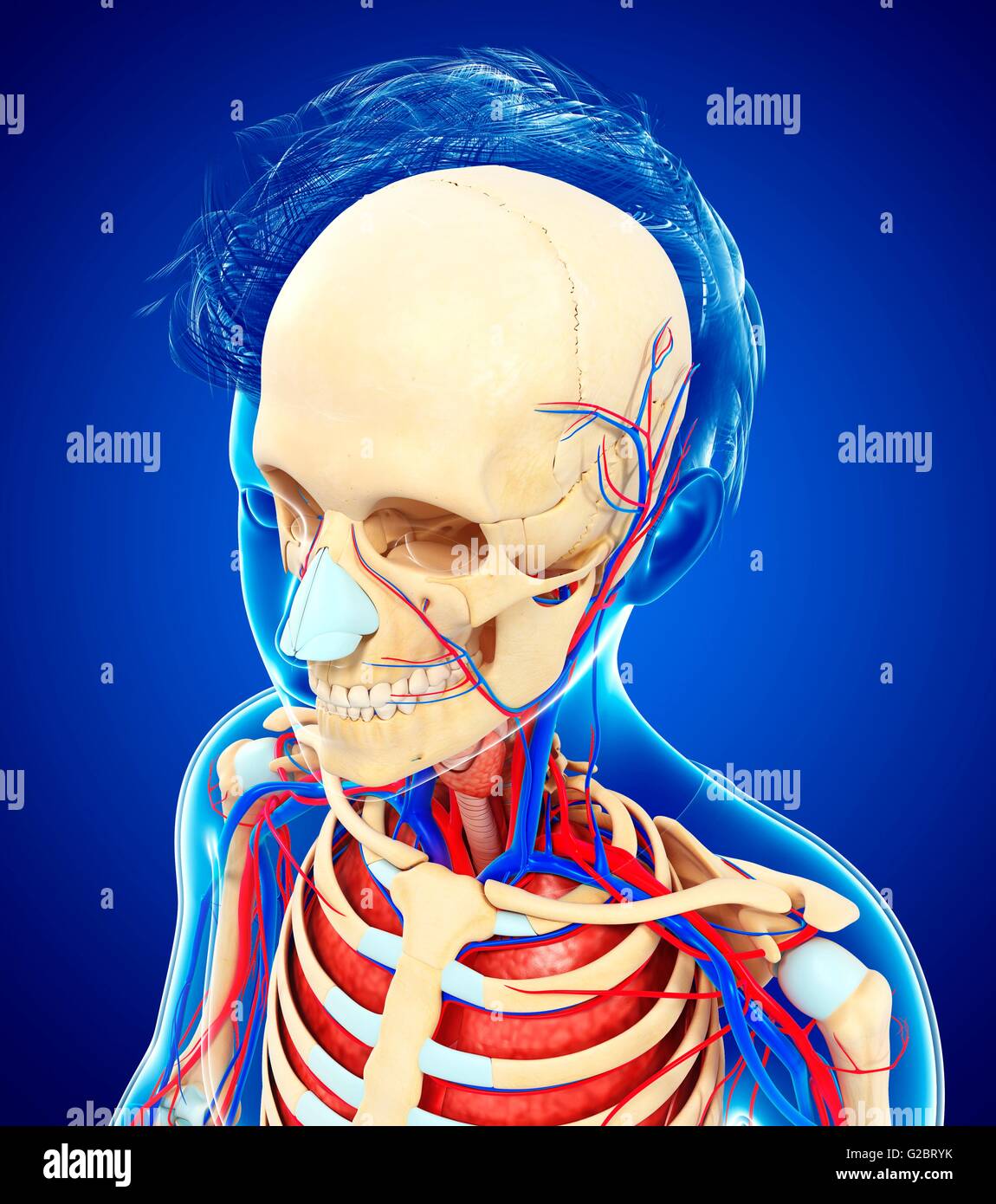 Human skull, illustration Stock Photo - Alamy
