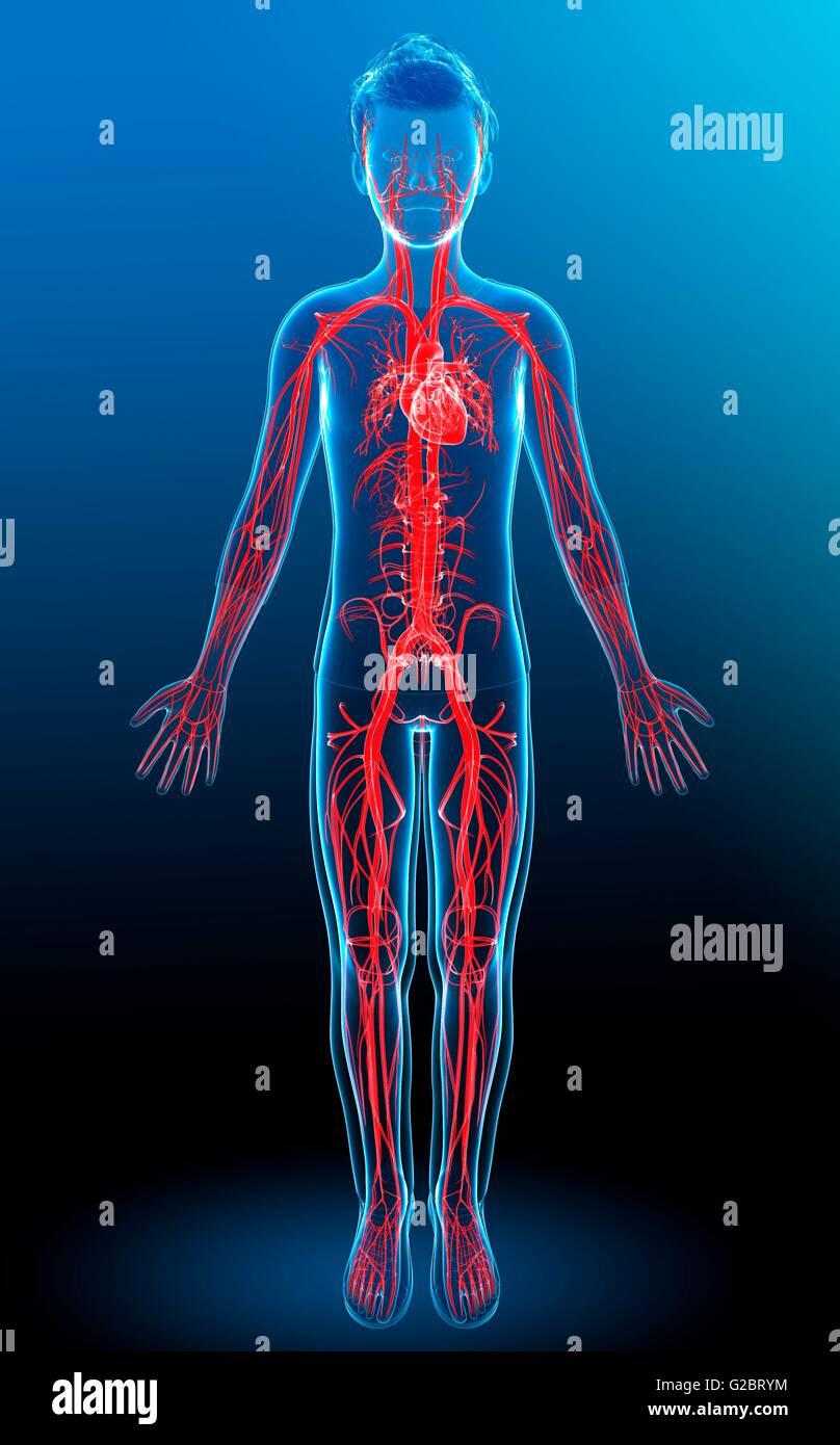 Human vascular system, illustration Stock Photo - Alamy