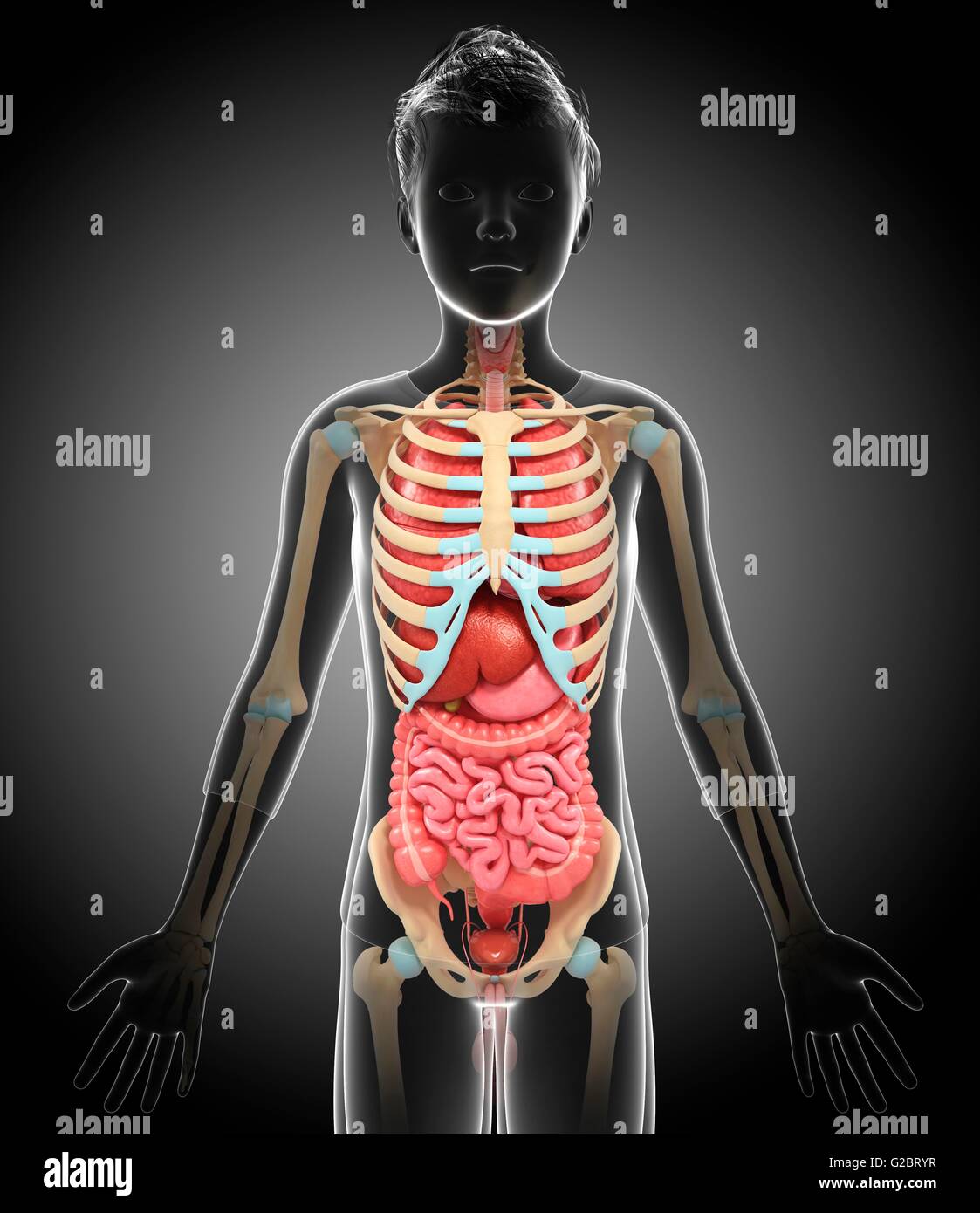 Human organs structure anatomy hi-res stock photography and images - Alamy