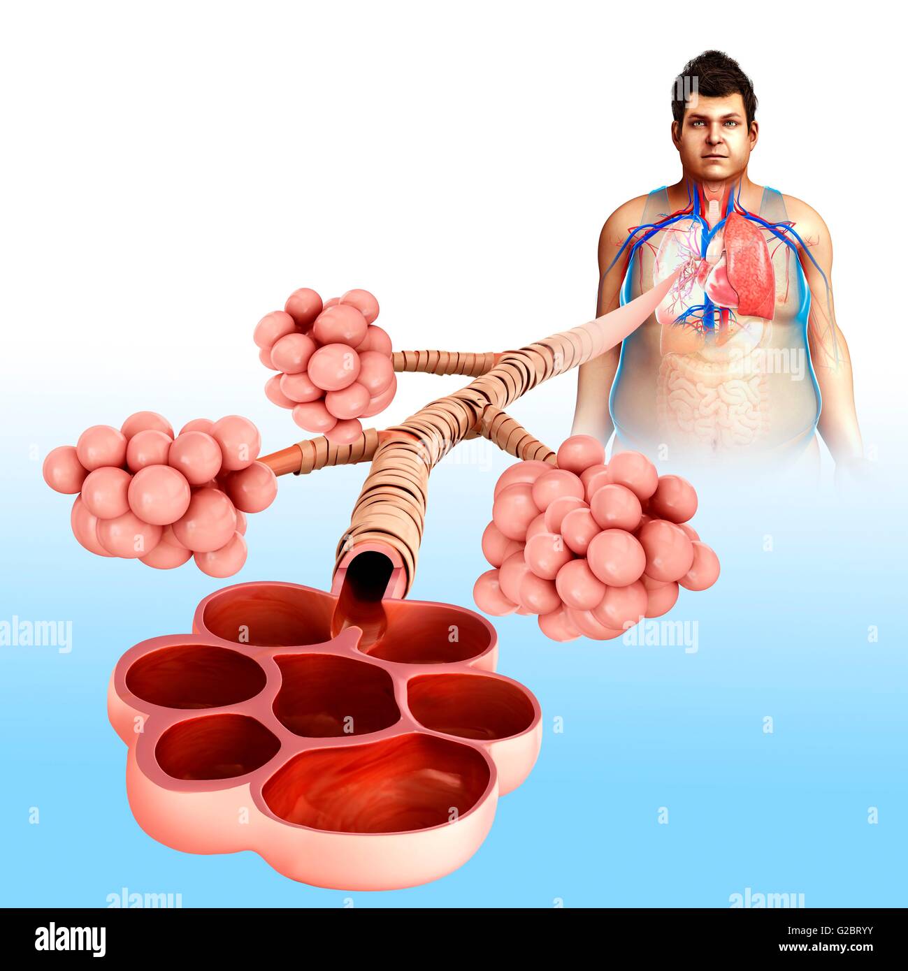 Human alveoli, illustration Stock Photo - Alamy Human alveoli, illustration Stock Photo - Alamy