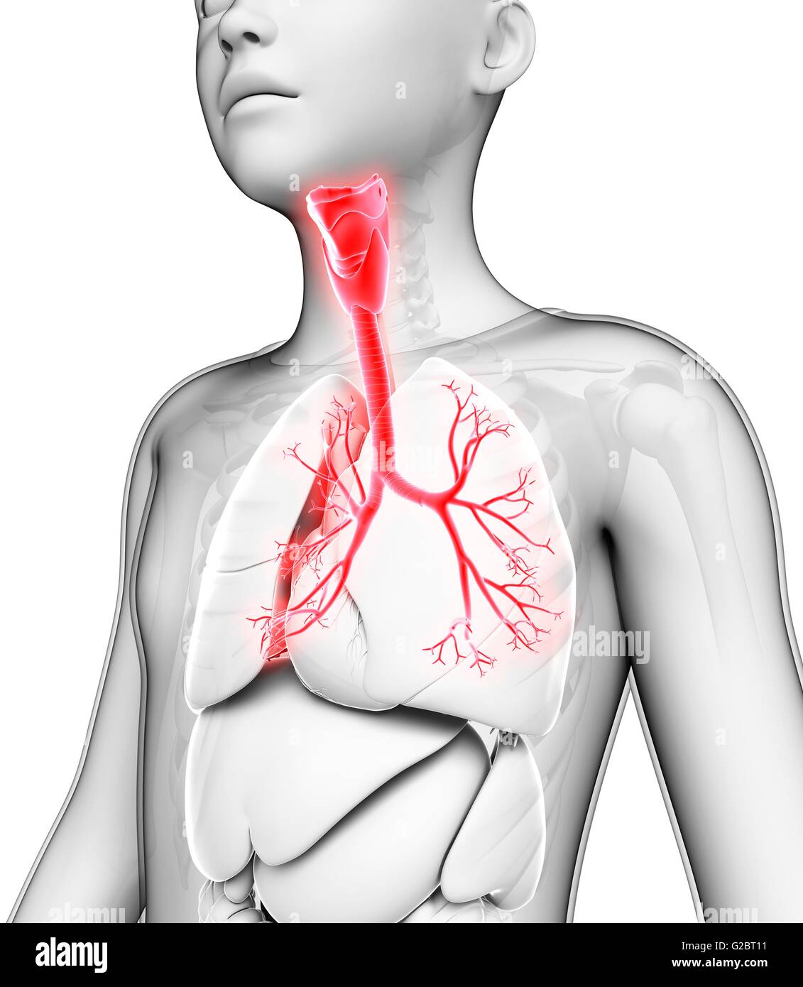 Human bronchi hi-res stock photography and images - Alamy