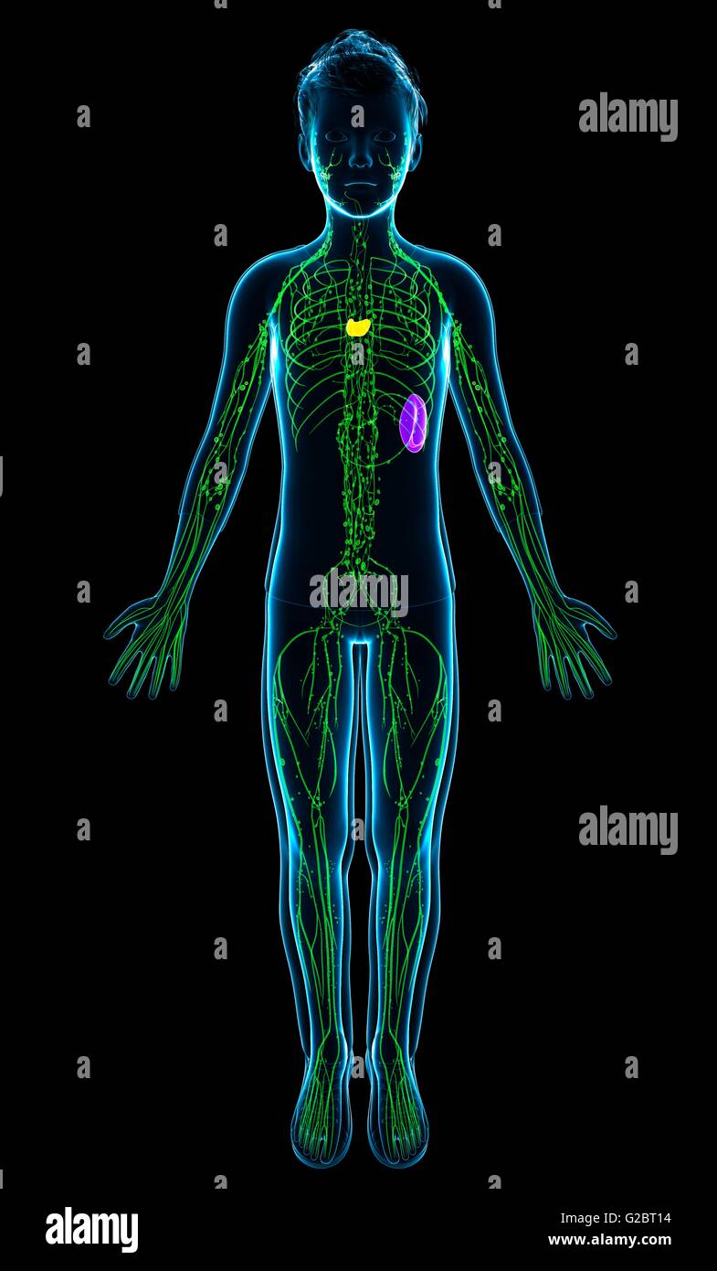 Human lymphatic system, illustration Stock Photo - Alamy