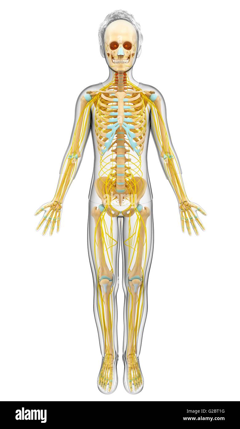 Human skeletal and nervous system, illustration Stock Photo - Alamy