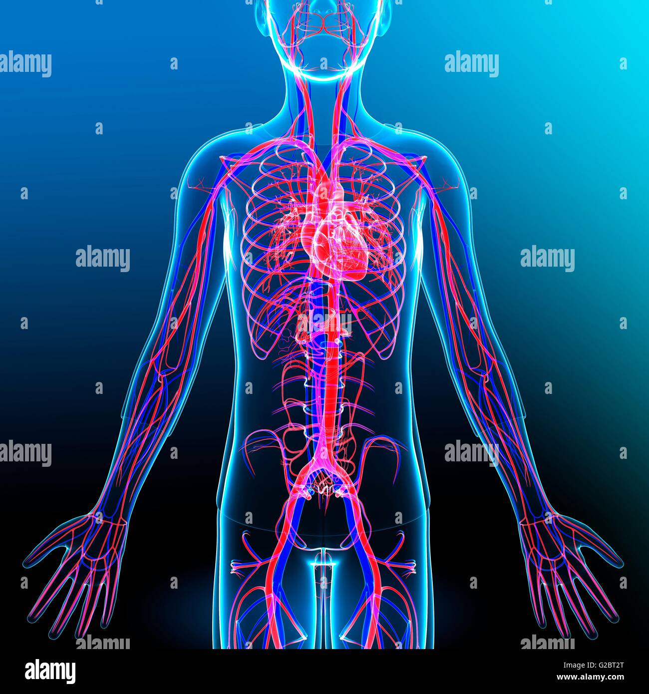Human vascular system, illustration Stock Photo - Alamy