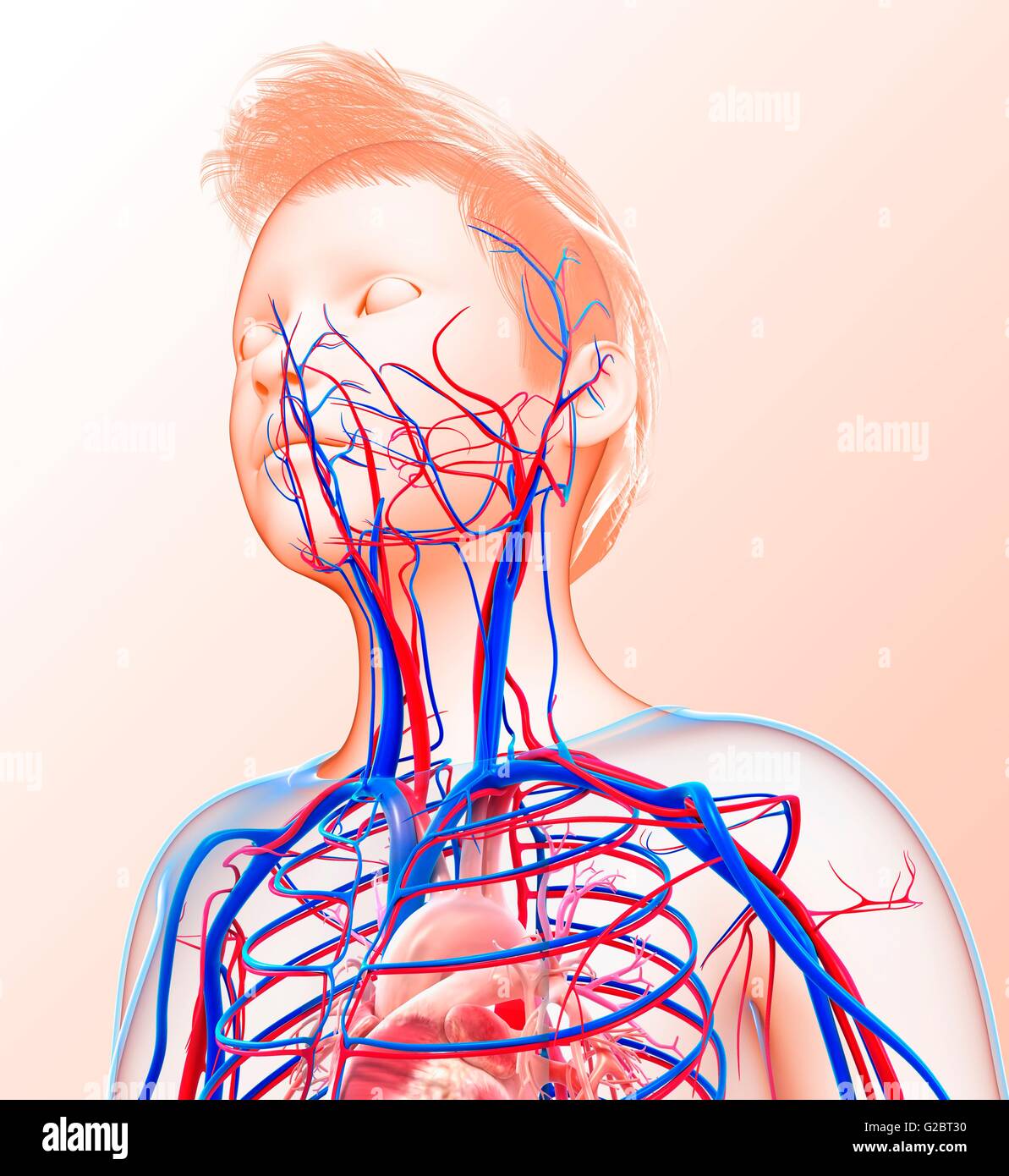Cardiovascular system illustration hi-res stock photography and images ...