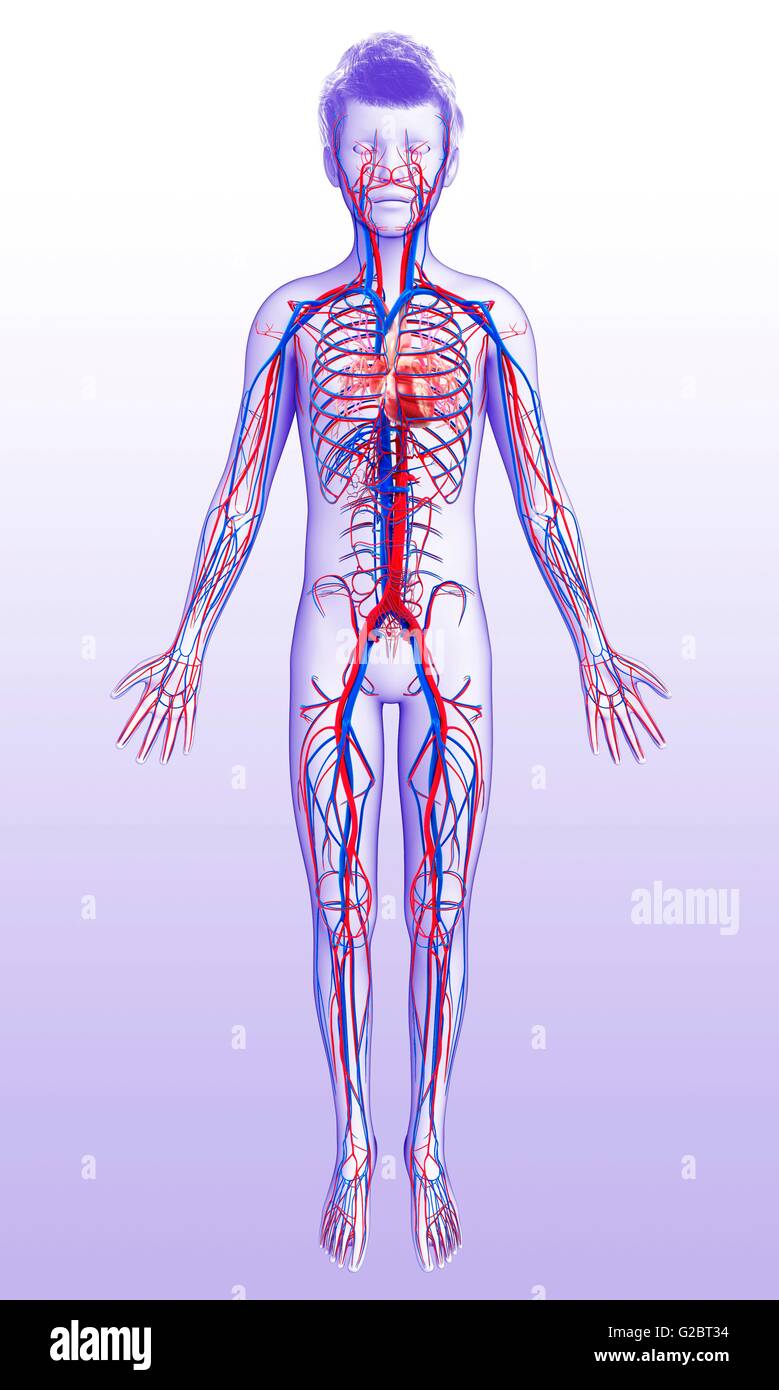 Cardiovascular system illustration hi-res stock photography and images ...