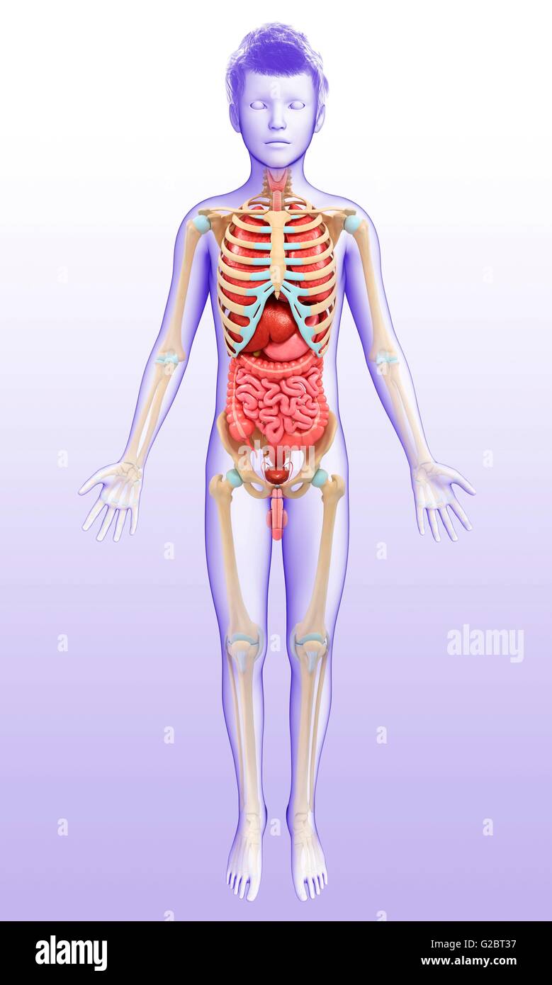 Organs structure hi-res stock photography and images - Alamy