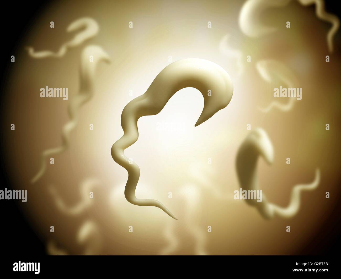 Sleeping sickness (African trypanosomiasis) parasites, illustration ...