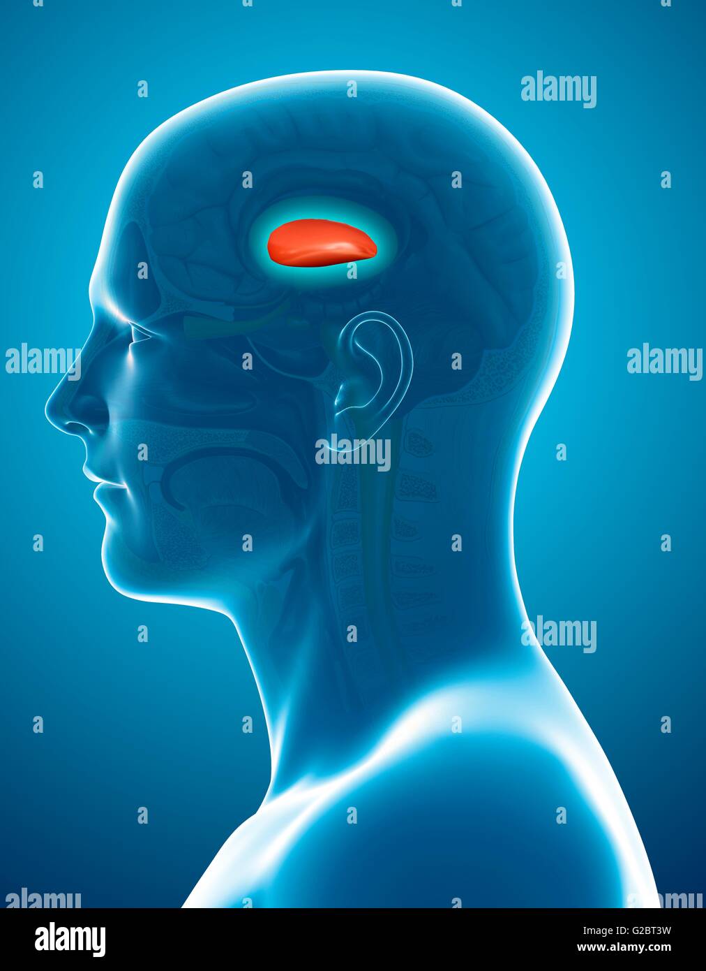 The globus pallidus of the human brain, illustration Stock Photo - Alamy