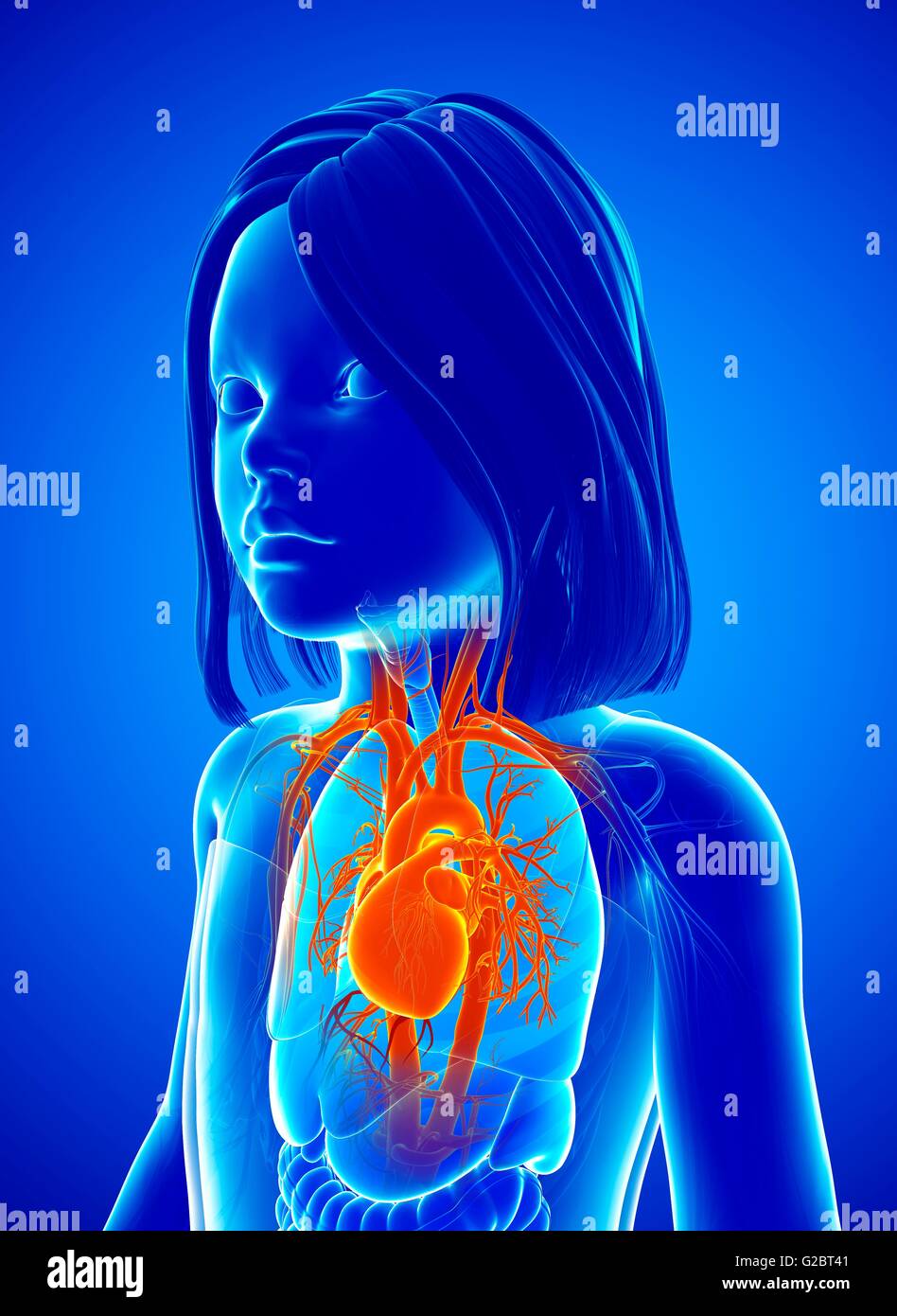 Child anatomy heart hi-res stock photography and images - Alamy