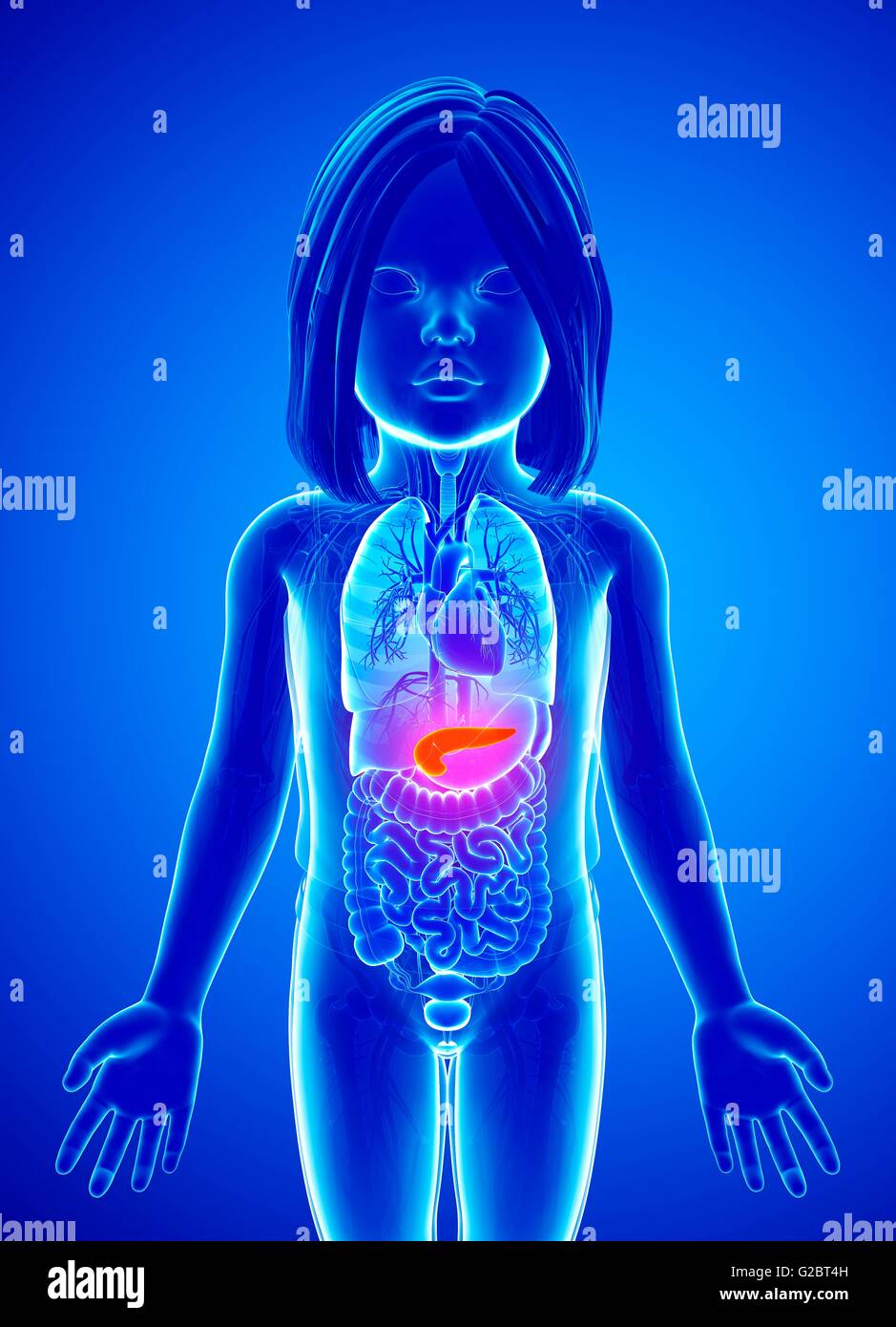 Pancreas of a child hi-res stock photography and images - Alamy